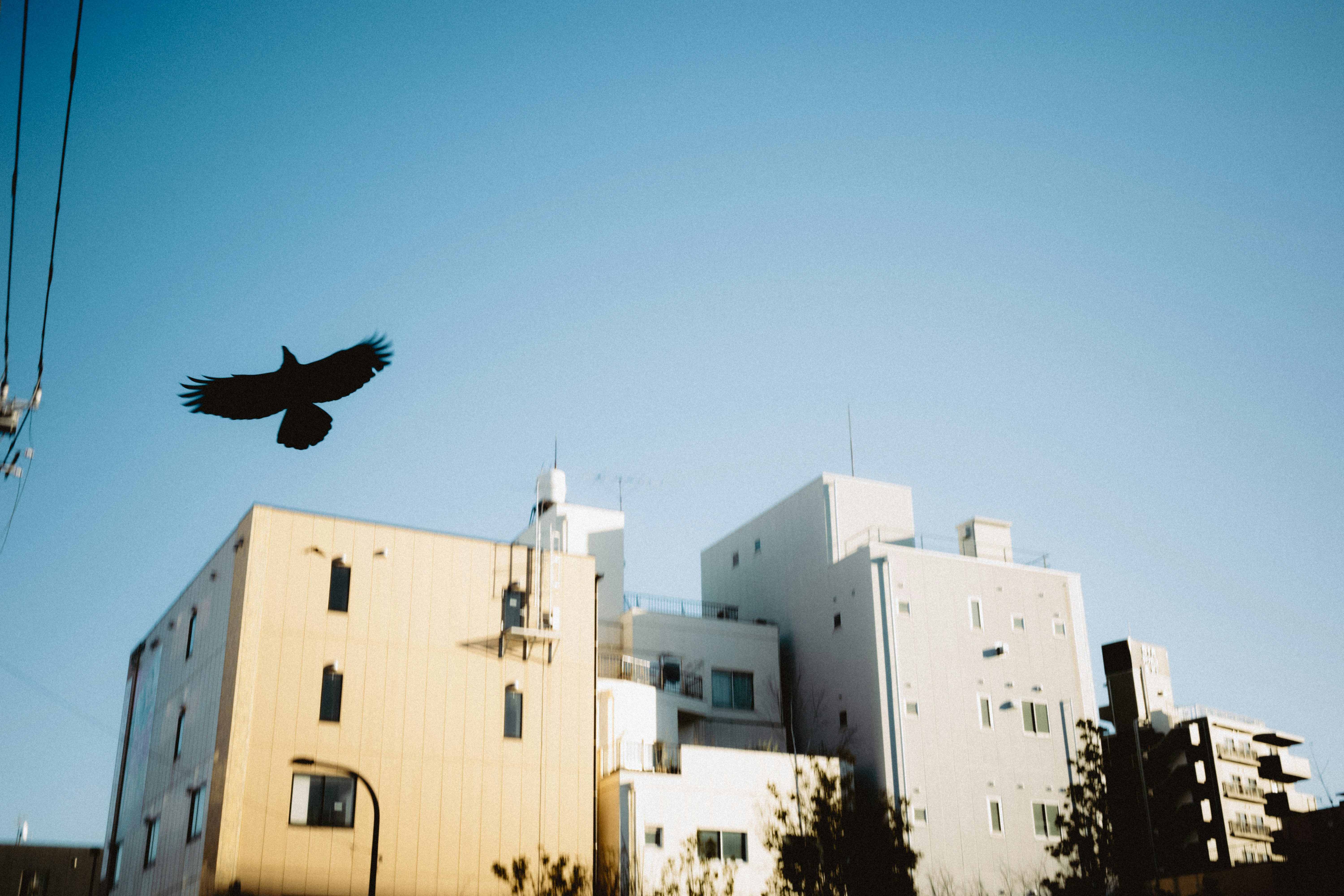 Mid‑City Glide: A Black Bird Crossing a Pale Skyrise Horizon