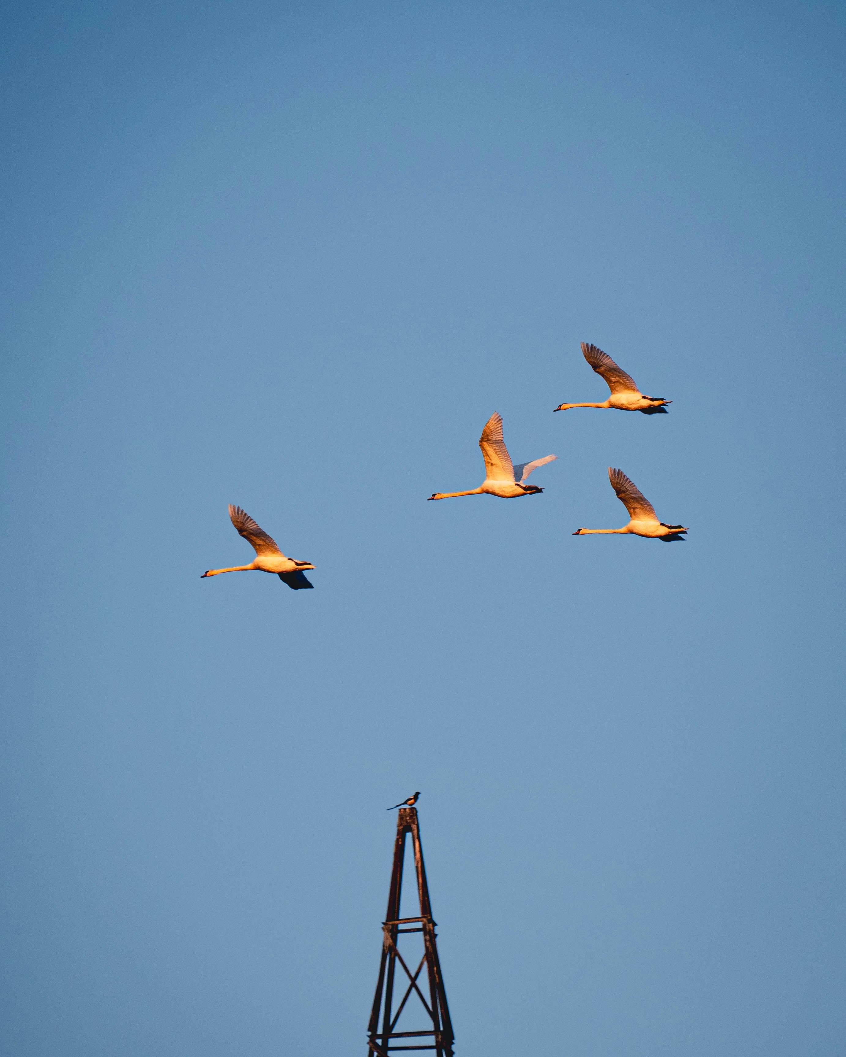 Migrant Quartet Over a Slim Steel Spire