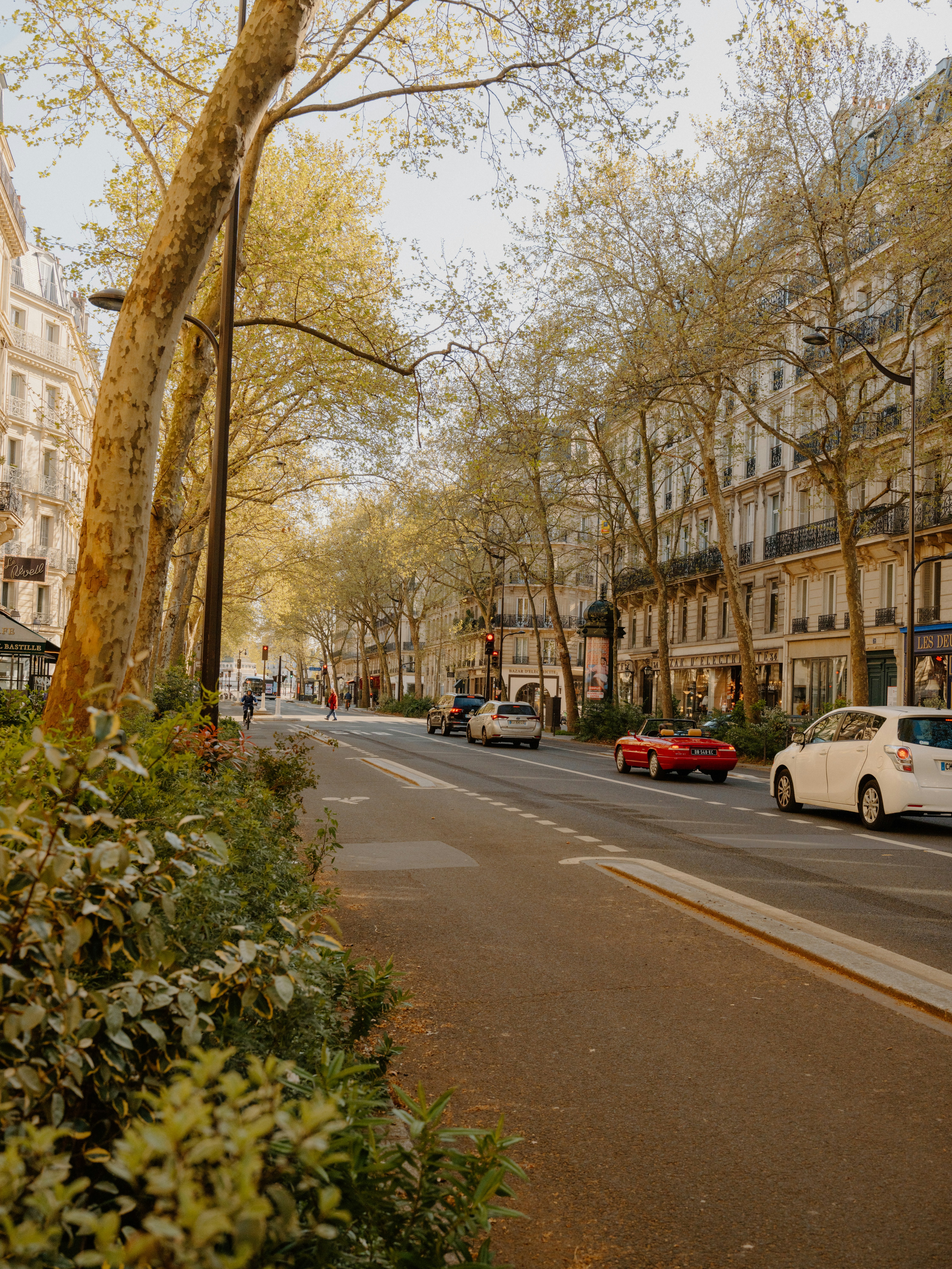 Autumn Boulevard: Light, Trees, and City Rhythm
