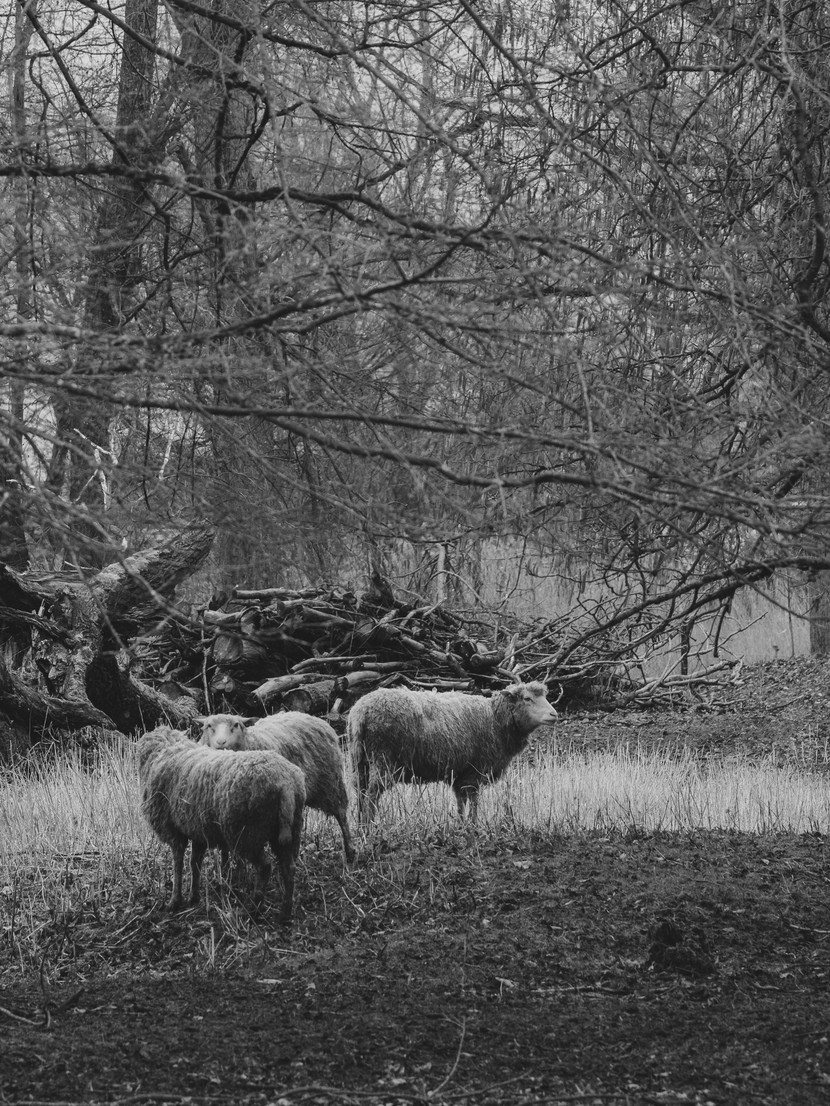 Sheep at the Edge of a Winter Woodshed