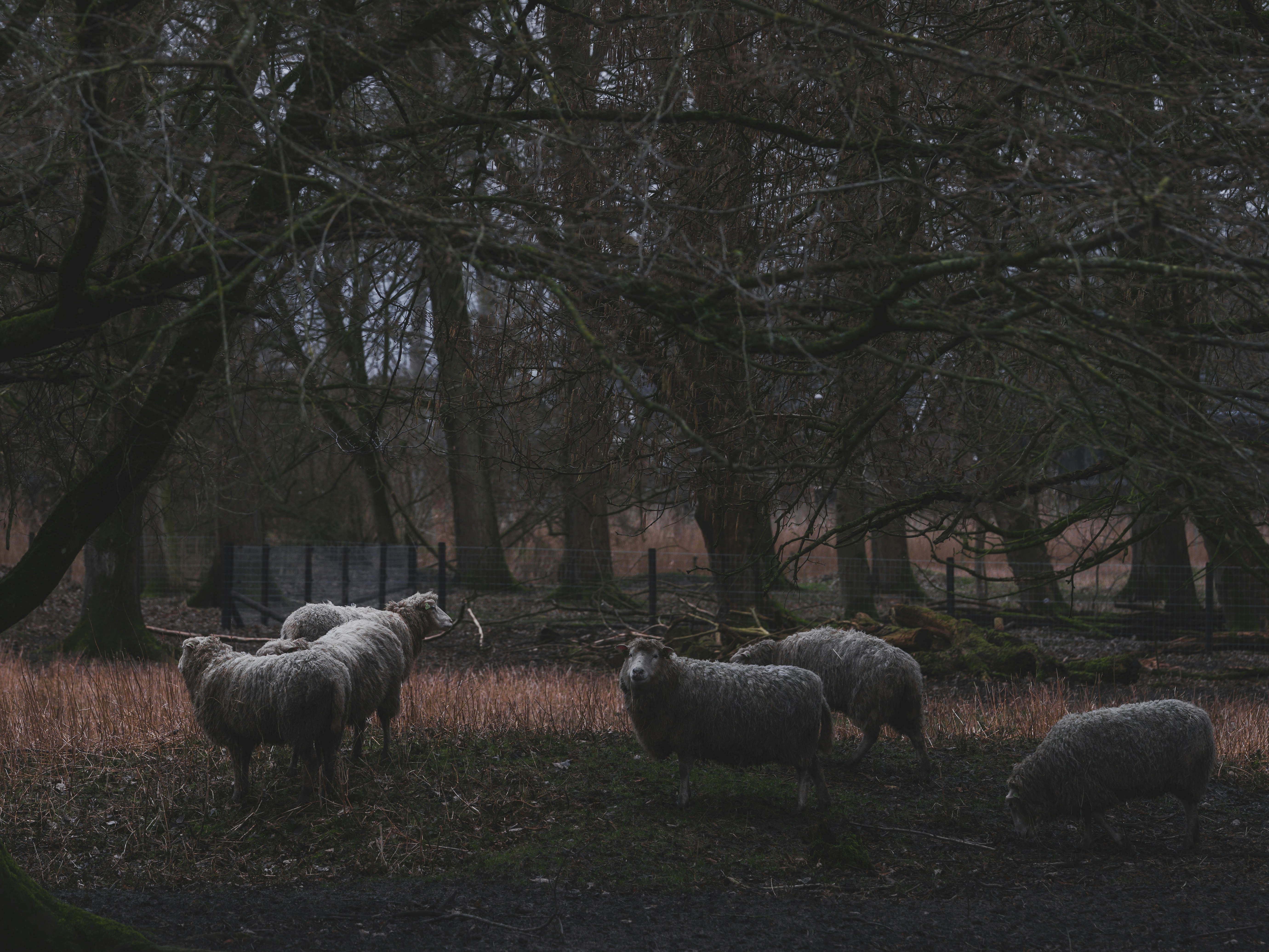In the Damp Orchard: A Flock of Sheep Huddled in Twilight