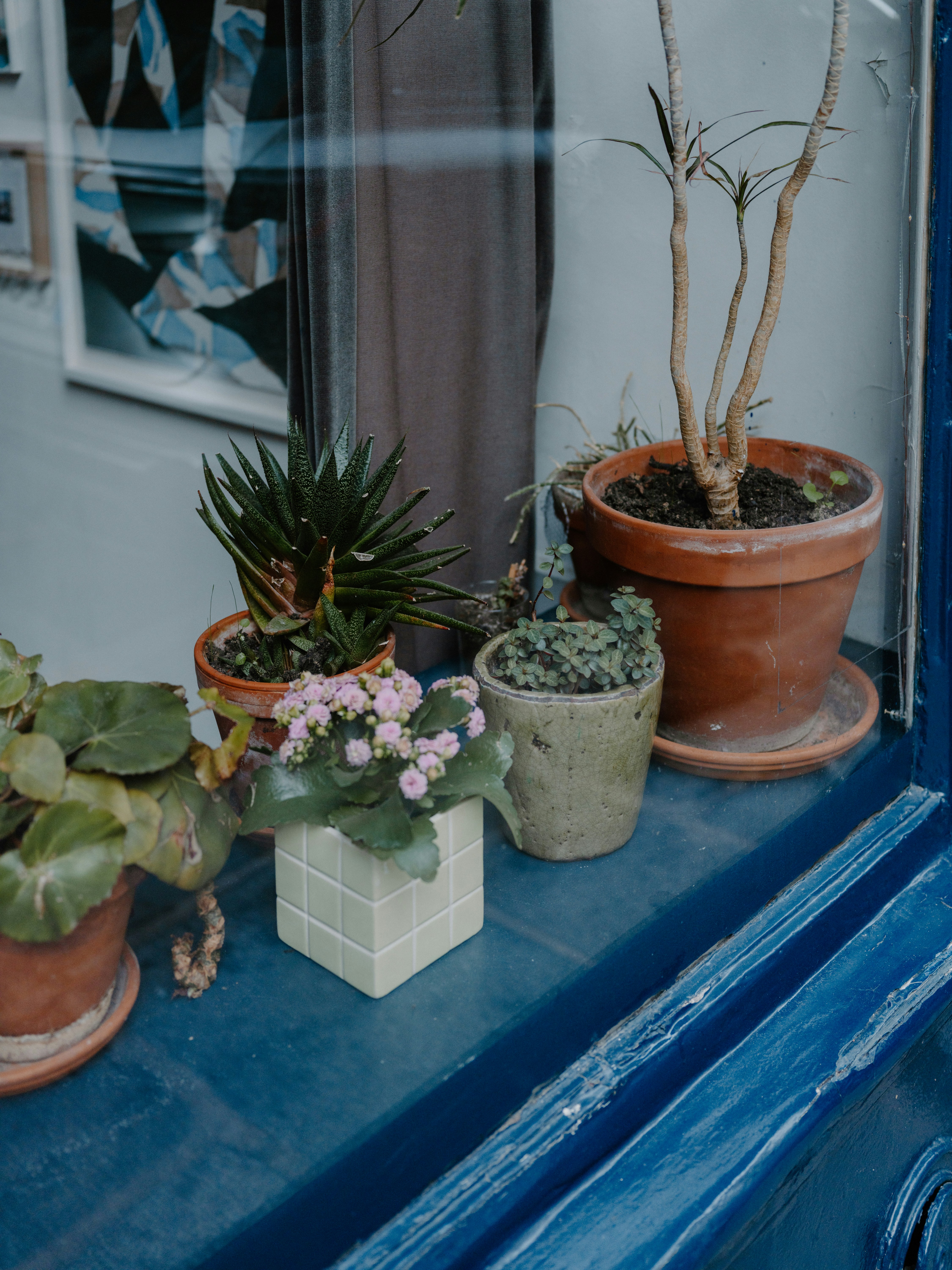 Urban Window Garden: Pots and Succulents on a Blue Sill