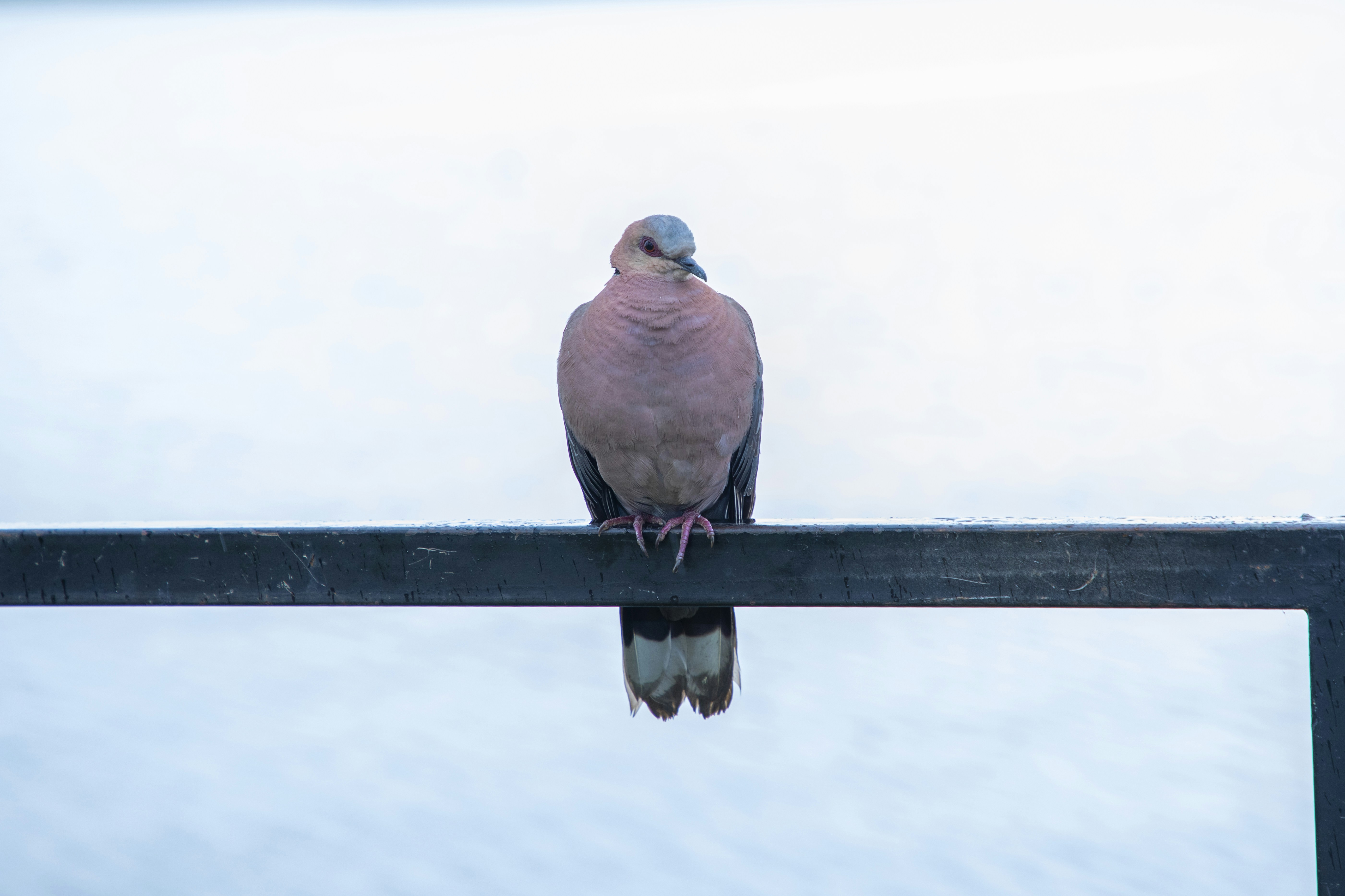Perched Painted in Pastel: A Pink-Hued Pigeon Graces a Quiet Waterfront