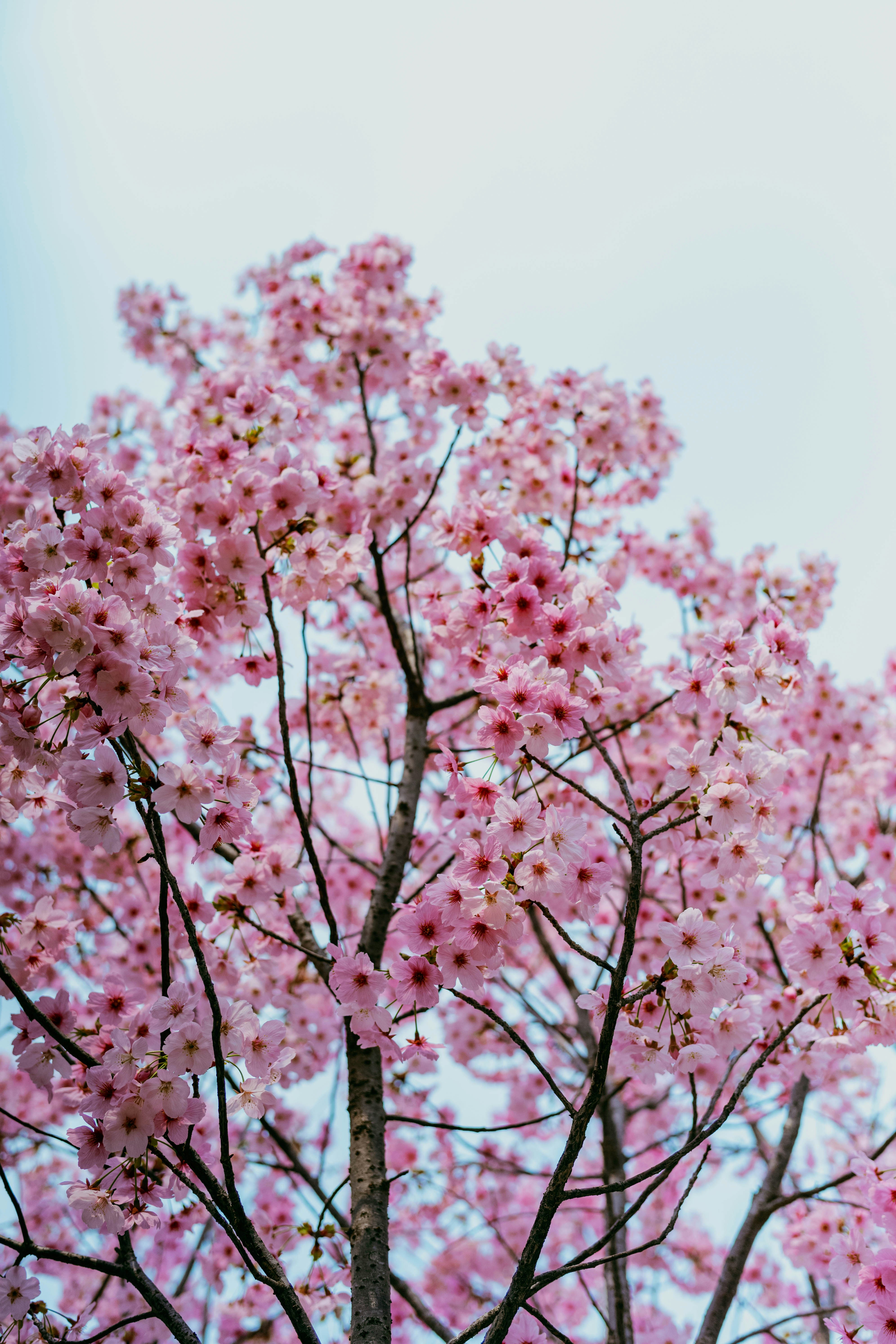 Blossoms in Sky: A Spring Cathedral of Pink