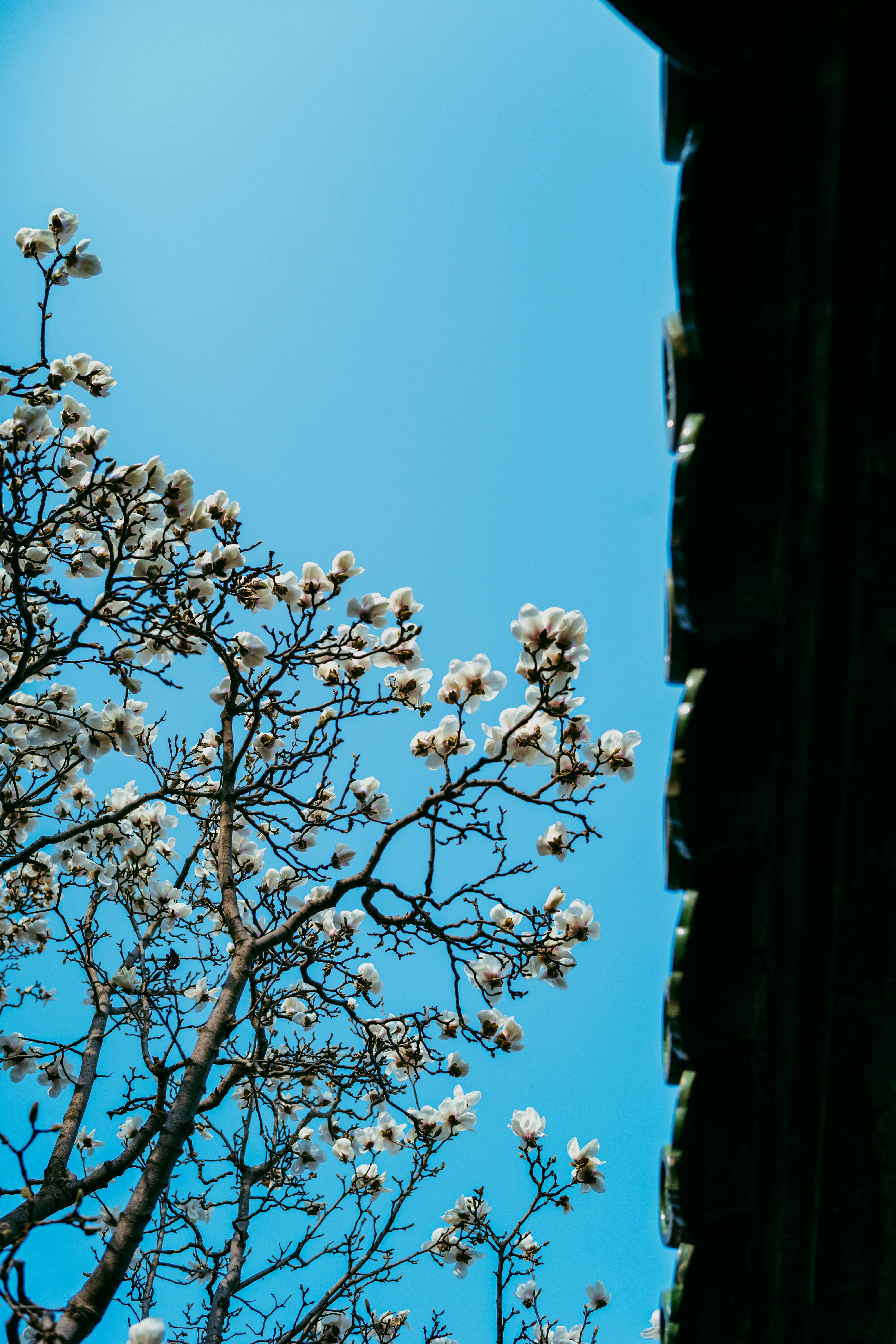 Blossoms Against a Cobalt Sky