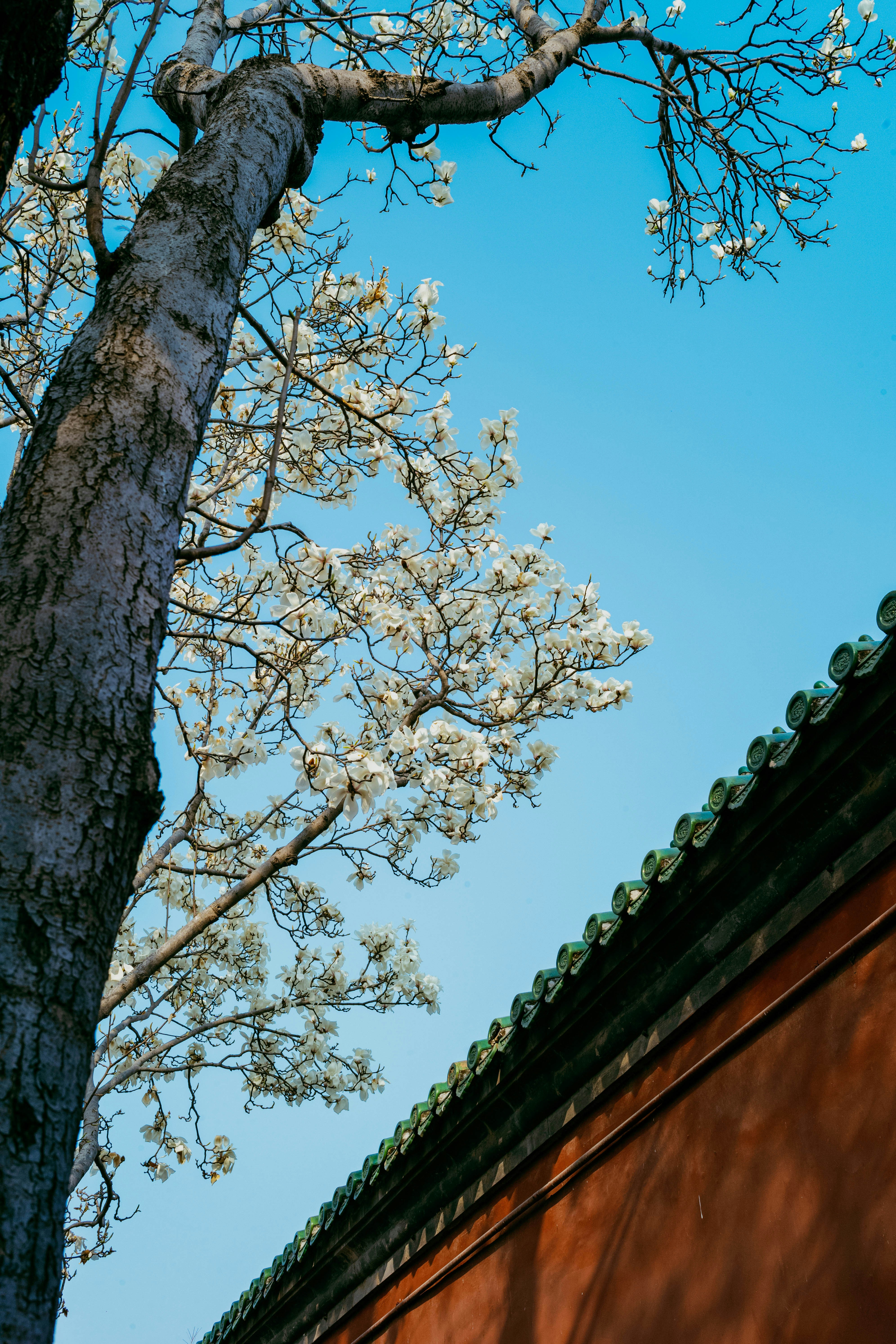 Skyward Bloom: A Tree’s Frame Against a Cerulean Calm
