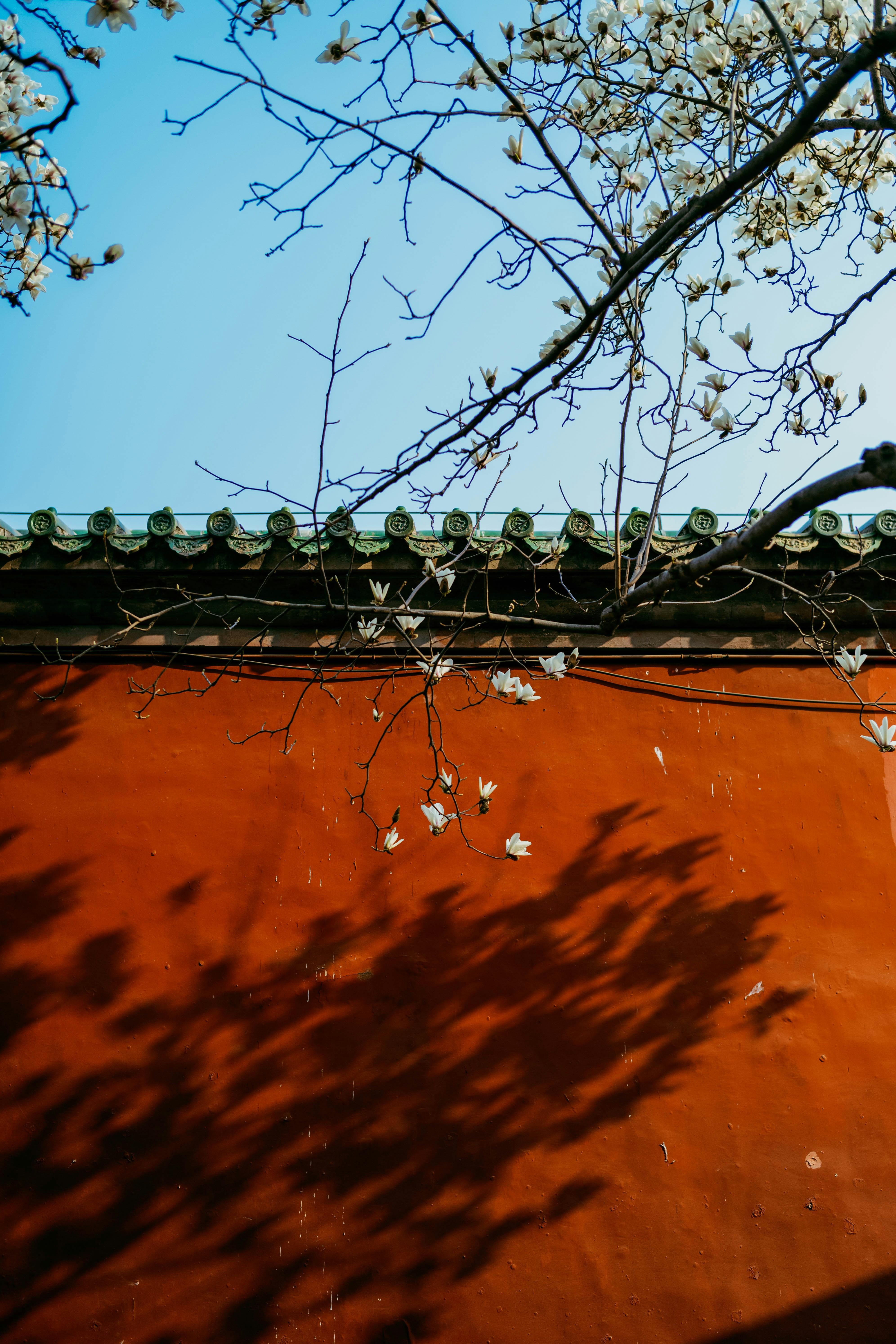 Blossoms over a crimson wall in afternoon sunlight