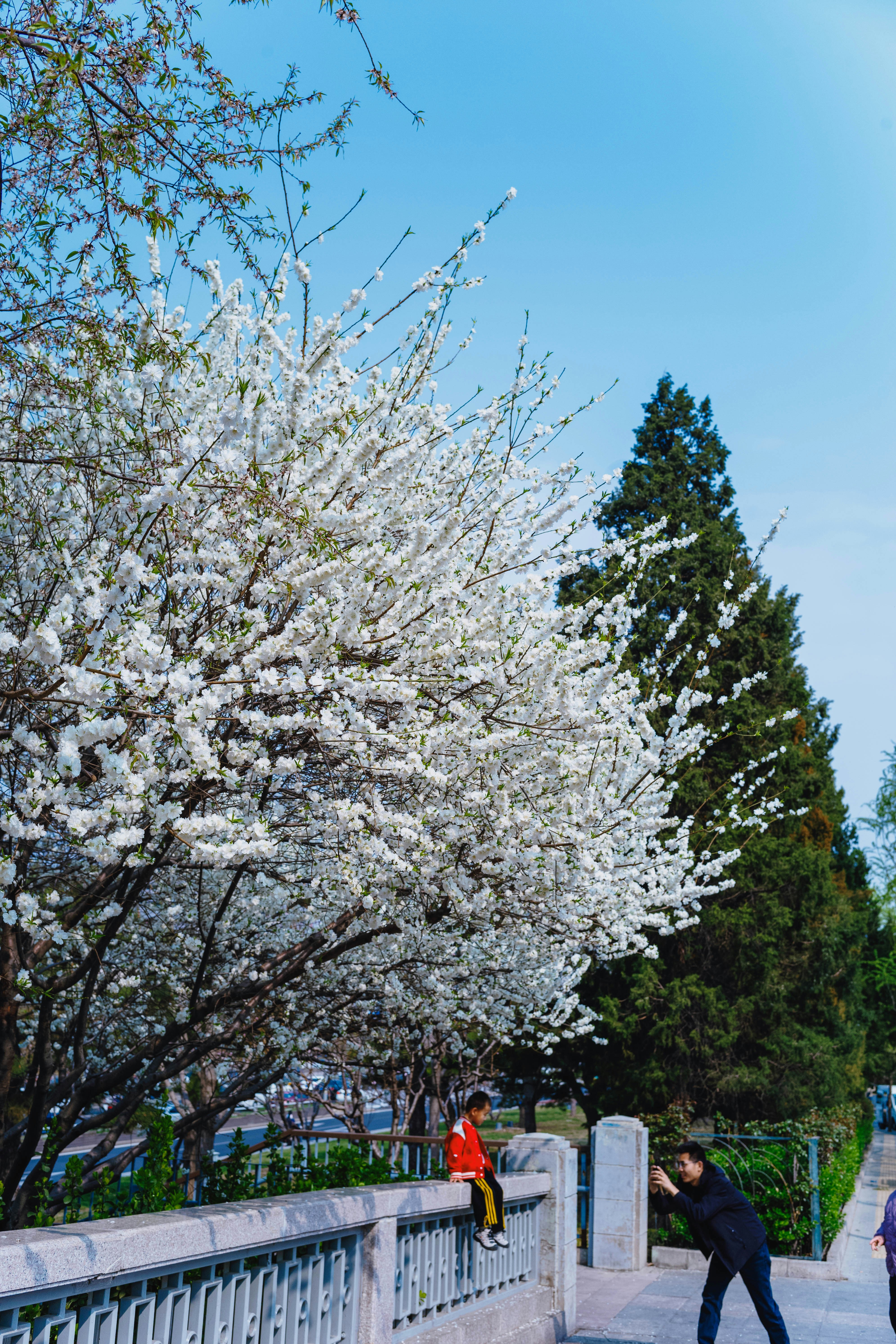 Cherry Blossom Overlook by the Riverside Path