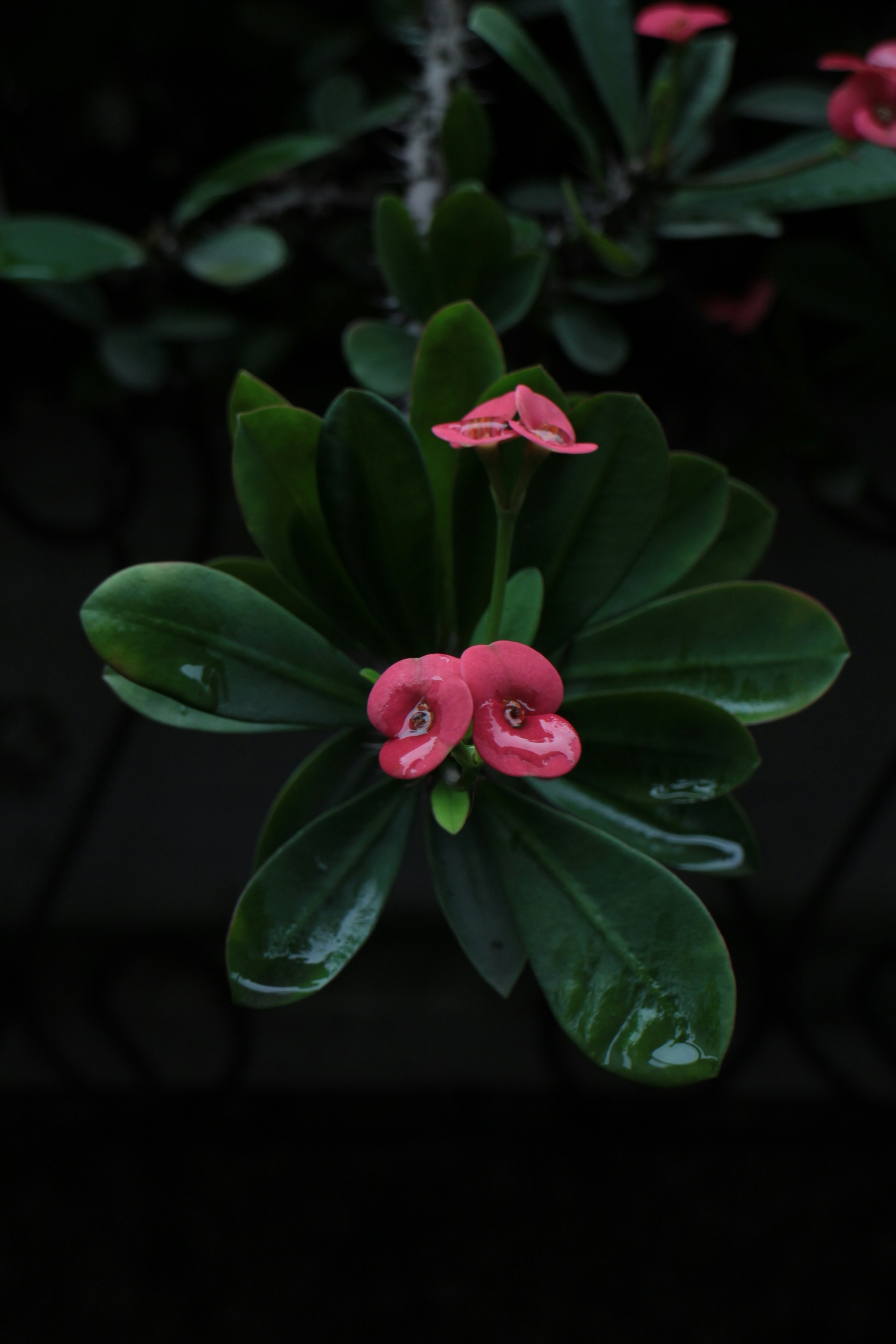 Pink Camellia Chorus: A Single Bloom in Focus