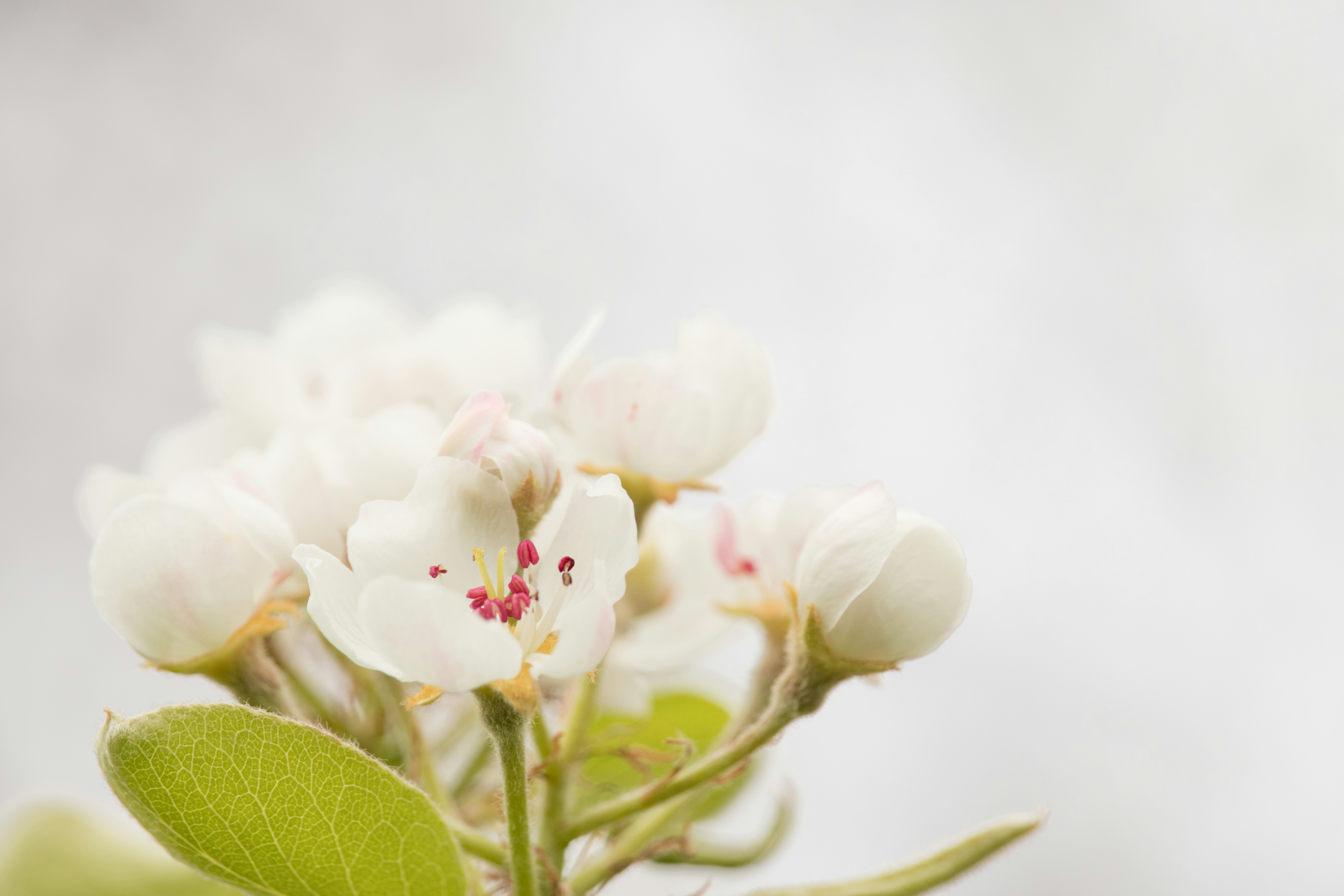 Blossom in Soft Focus