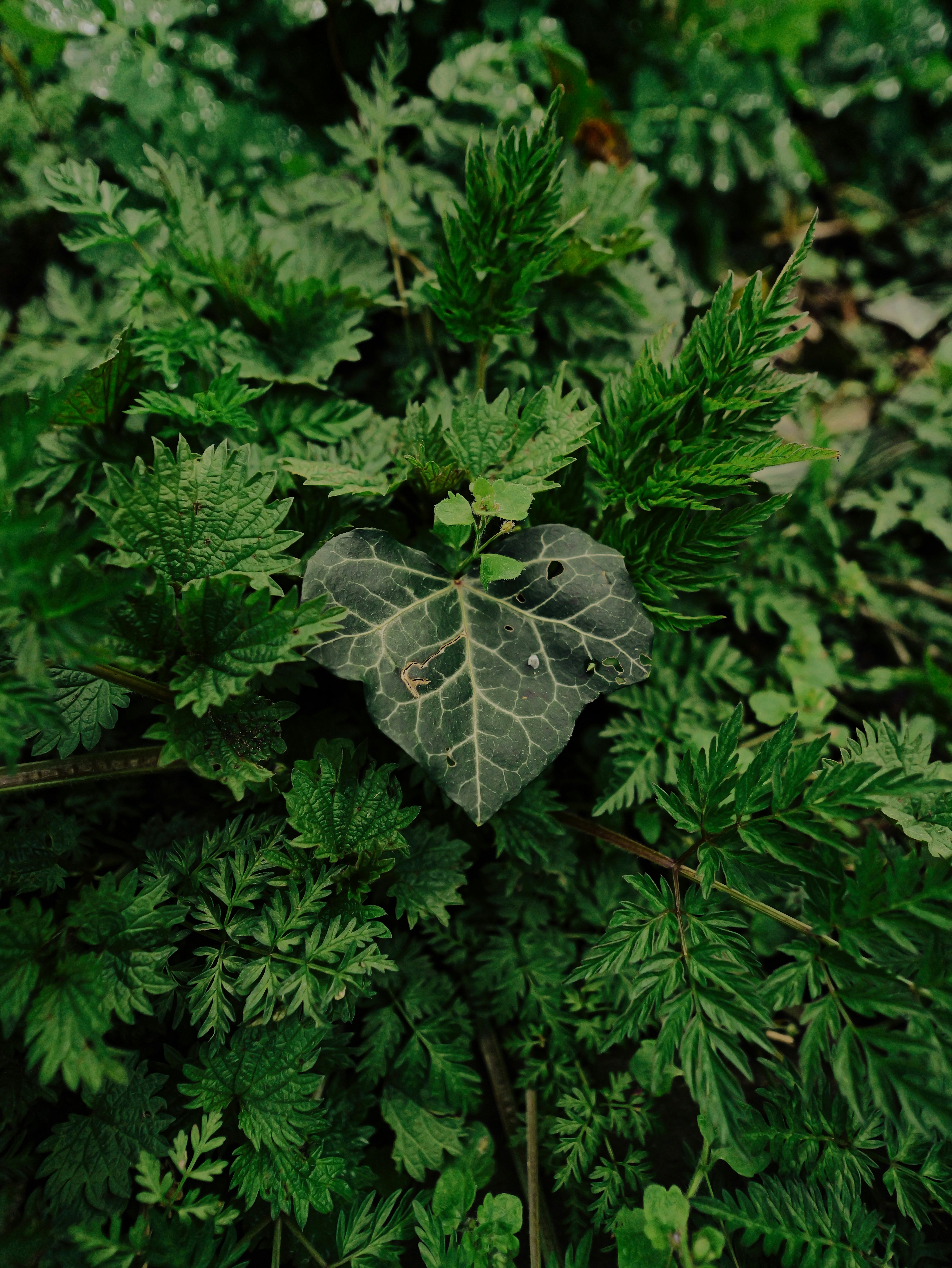 Verdant Veil: A Heart-Shaped Leaf Anchored in Ferns