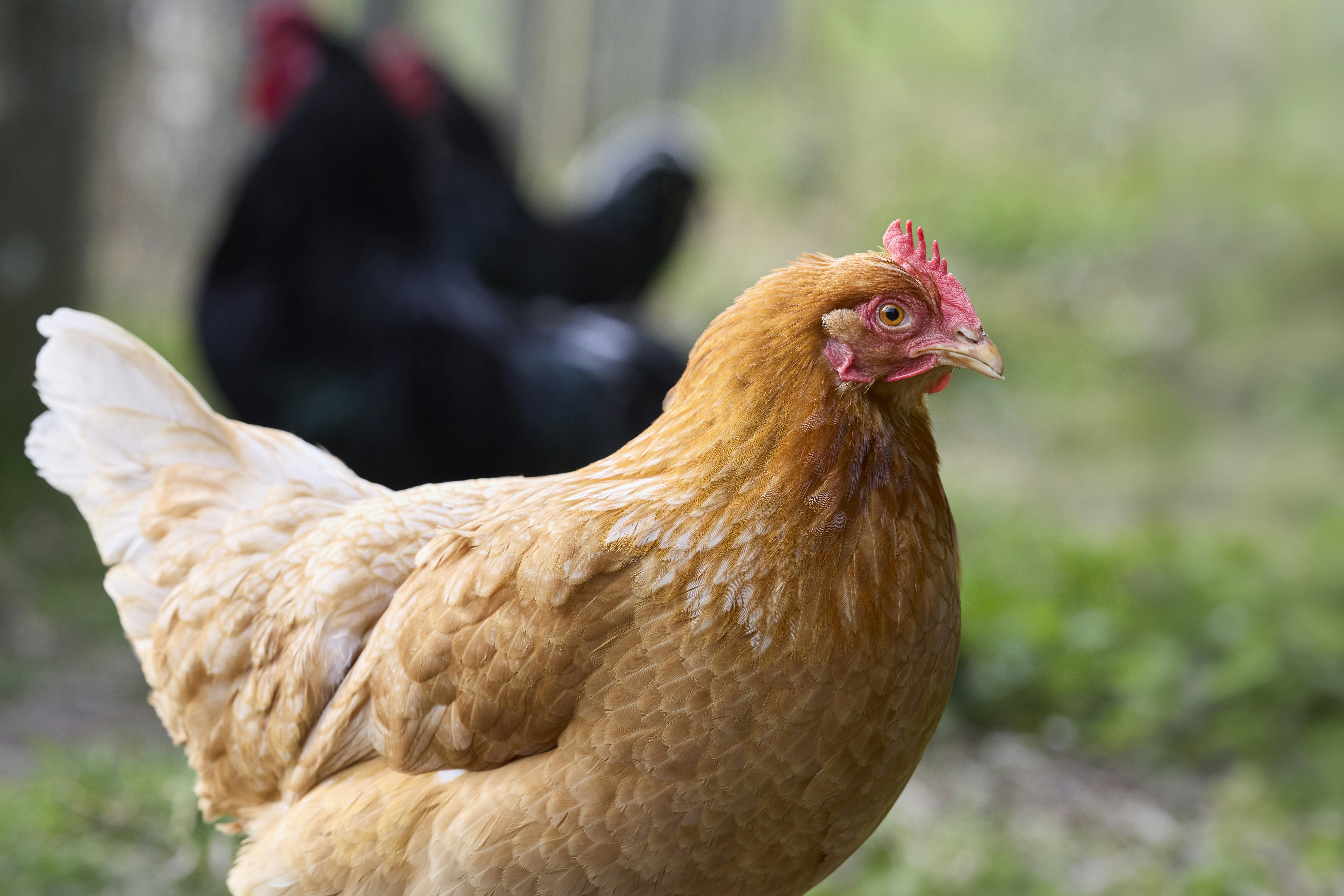 Goldenhen in Focus: A Hen’s Close-Up in a Rural Patch