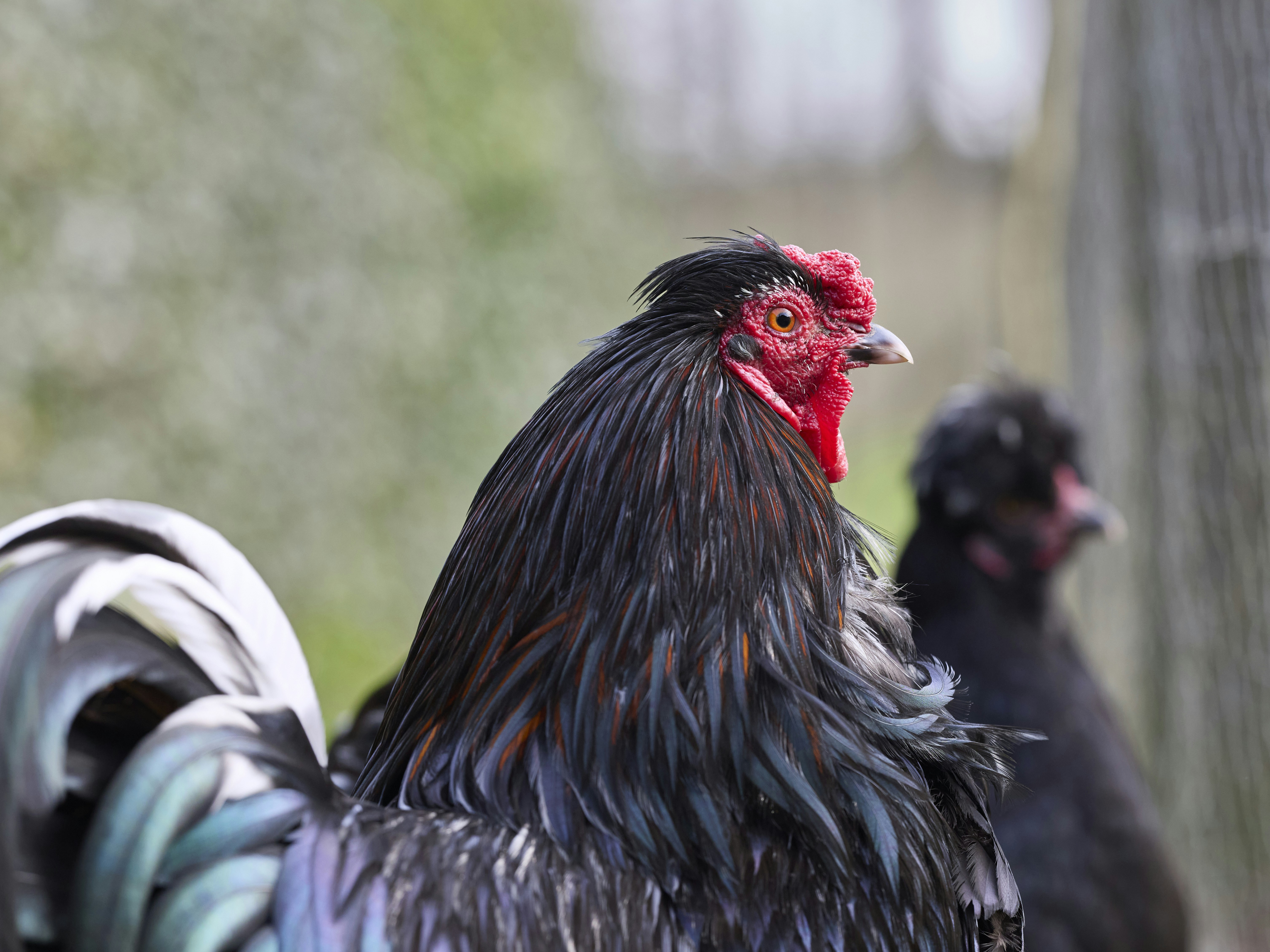Crowned in Feathers: A Rooster's Crimson Gaze
