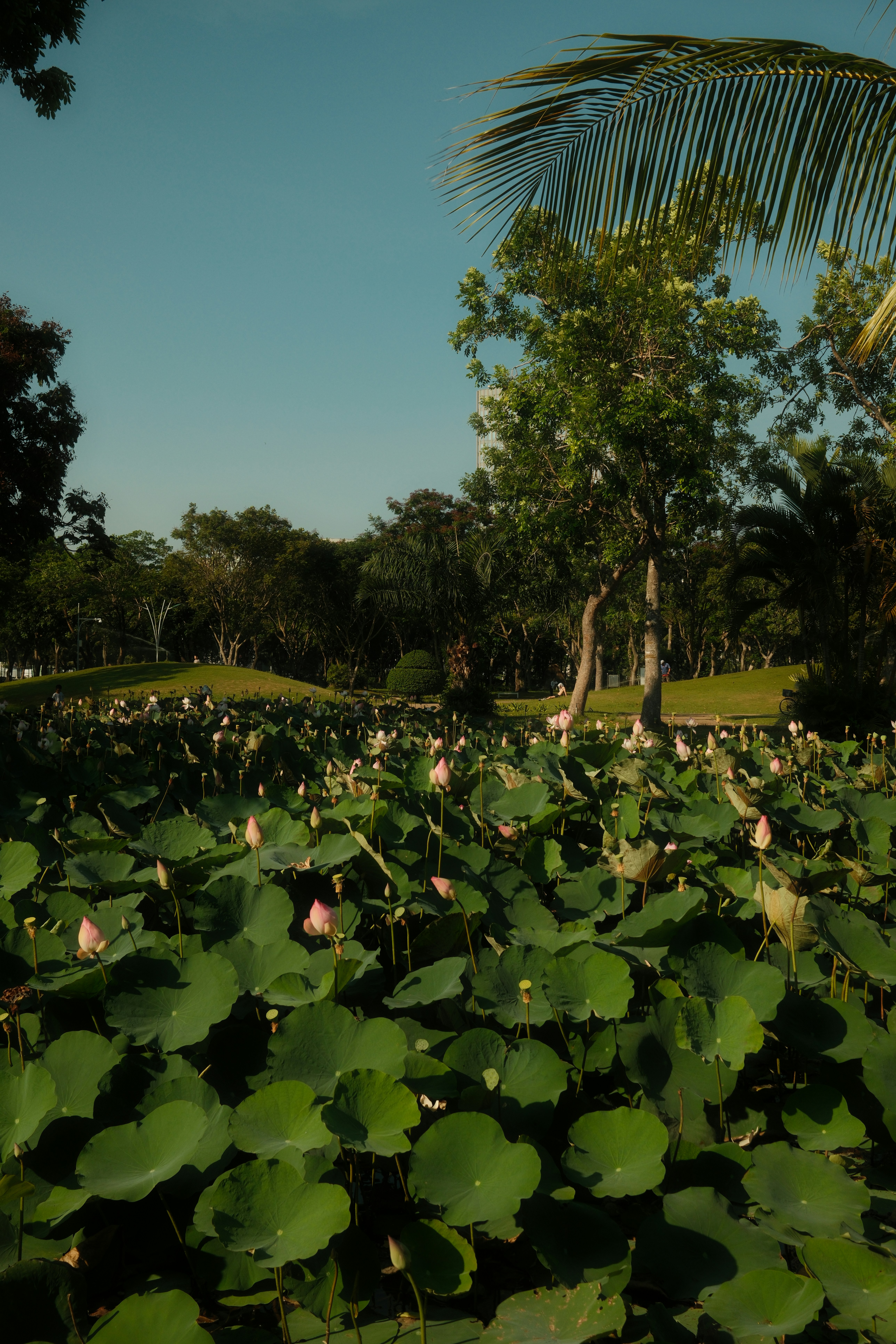 Lotus Field Under a Calm Tropical Canopy