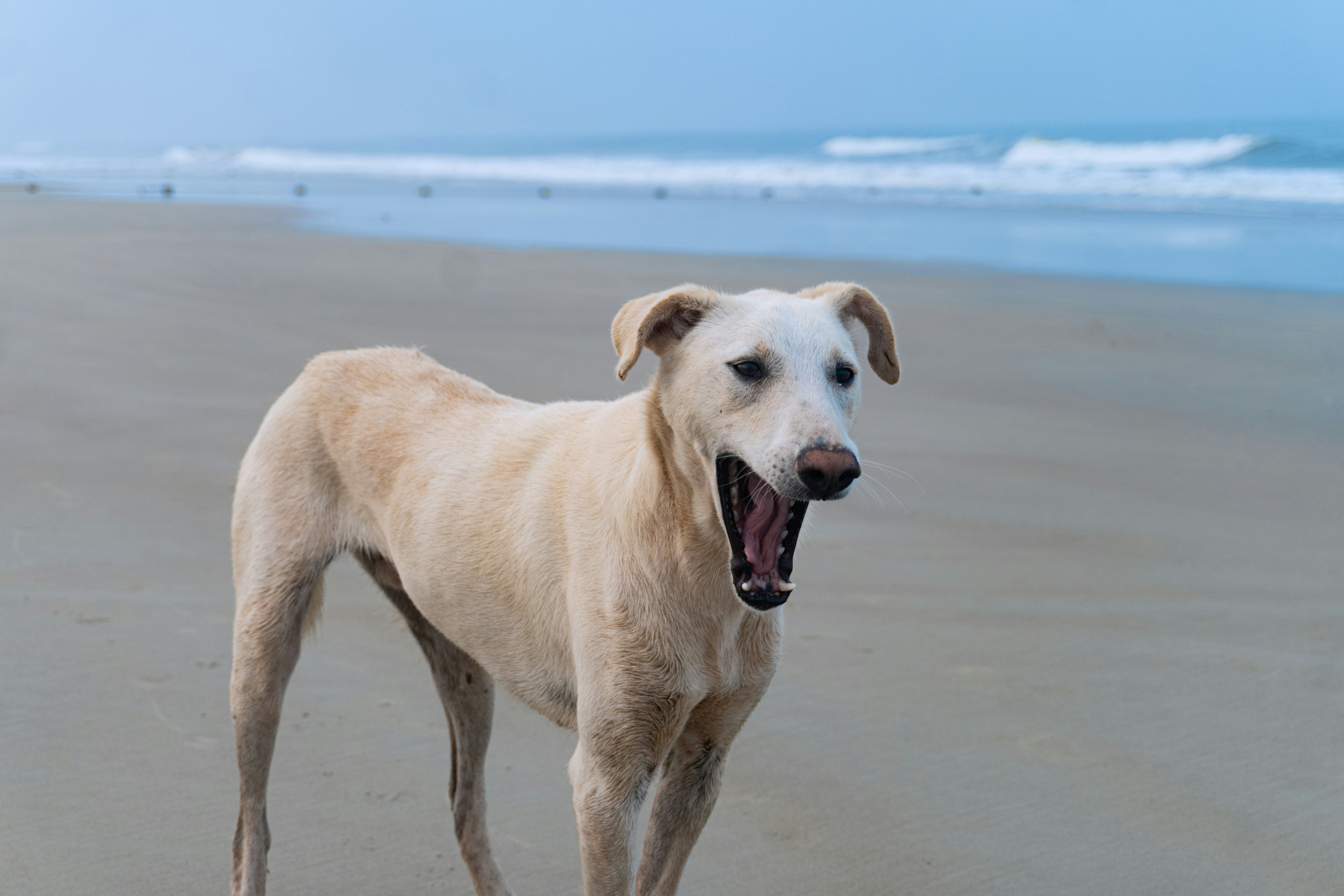 Coastal Canine in Profile: A White-Gold Seafront Moment