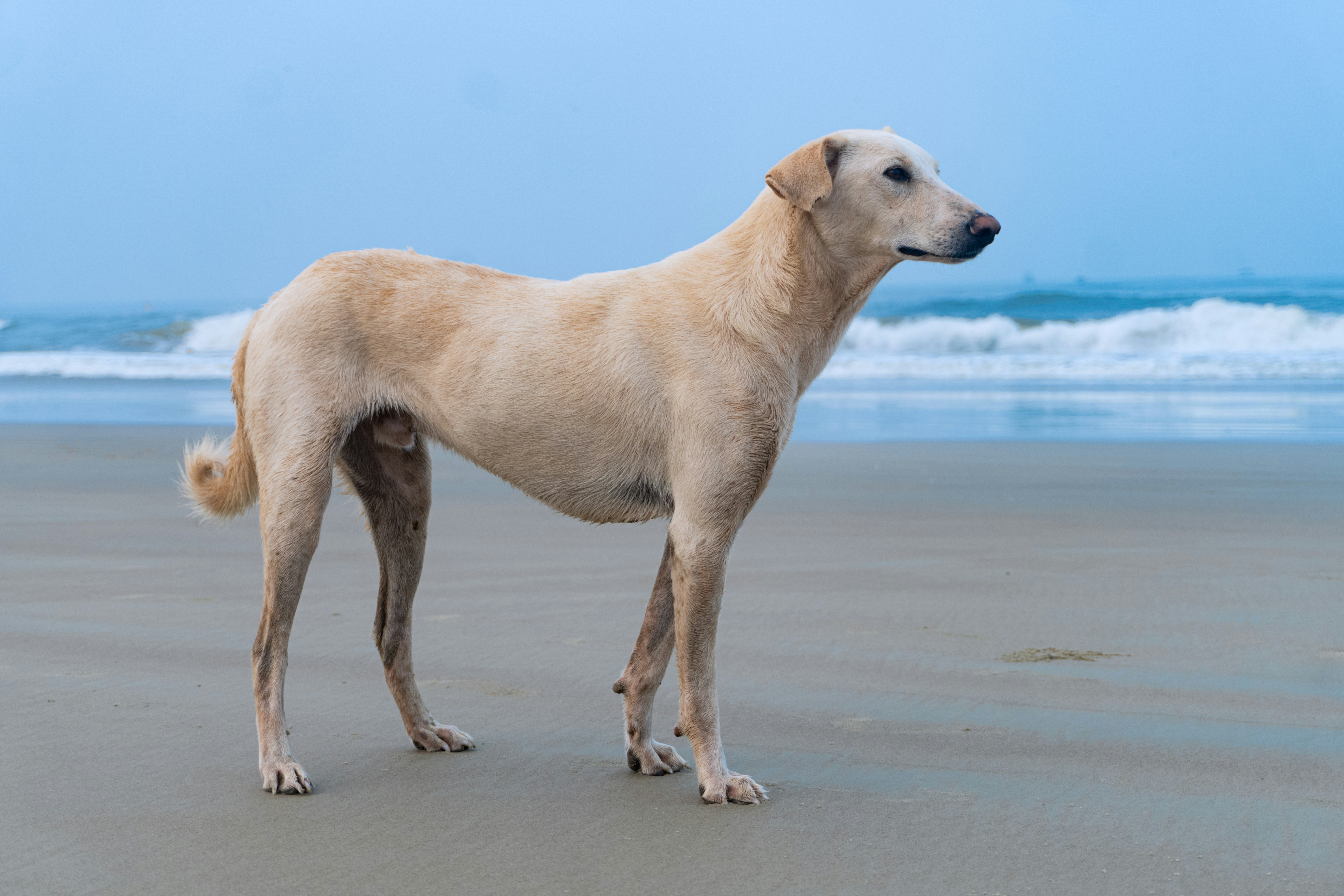 Coastal Sentinel: A Striding Dog on Wind-Swept Sand