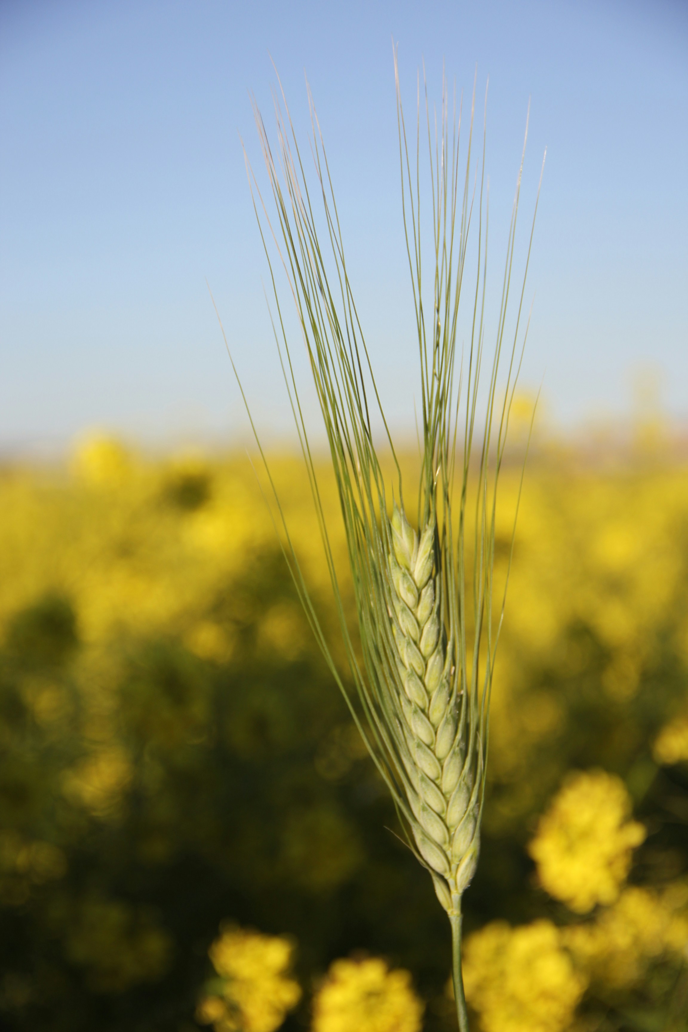 Single barley spike rises from a golden field under a clear blue sky