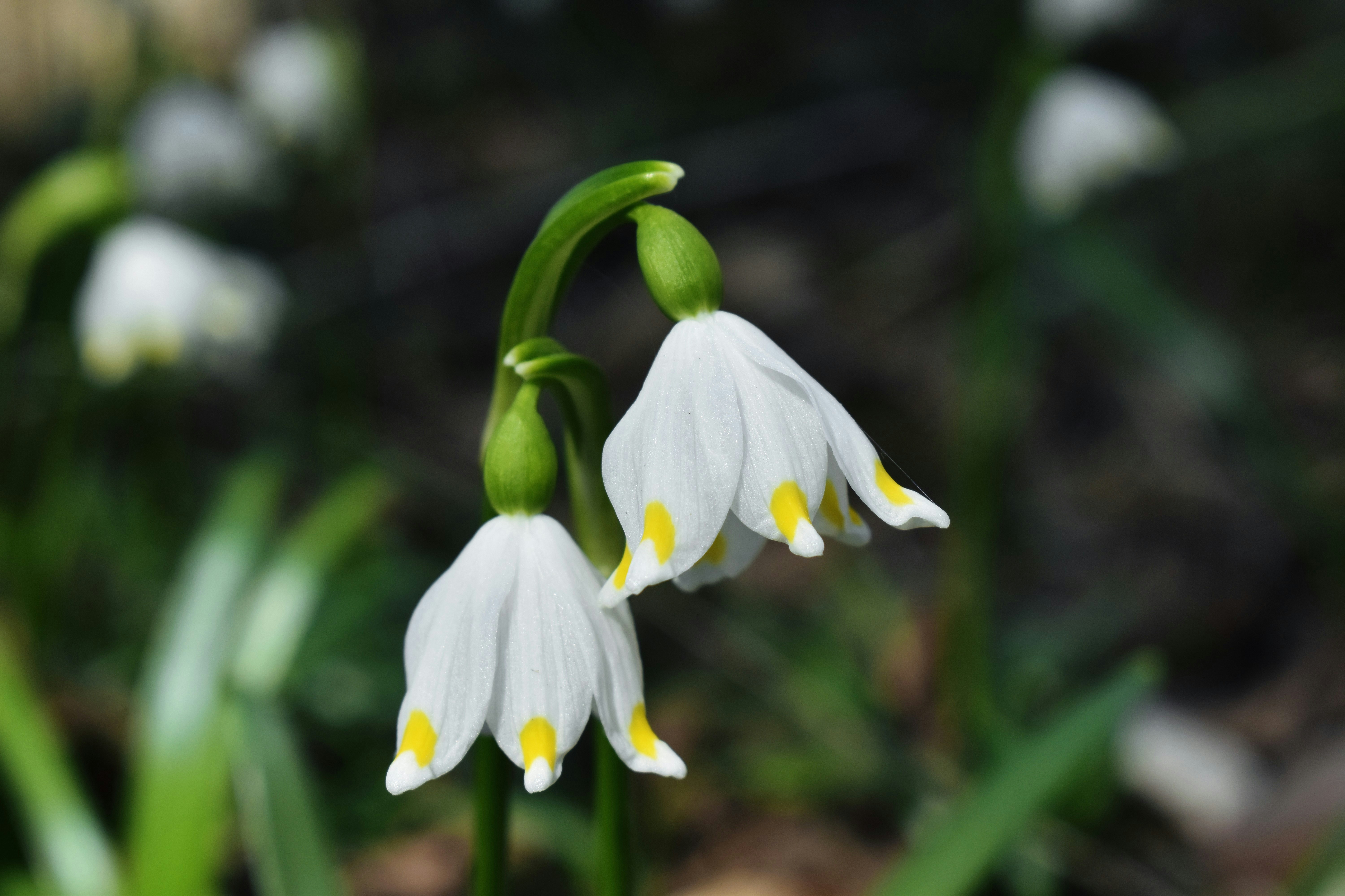 Twin Bellflowers: Delicate Drooping Whites in a Quiet Garden