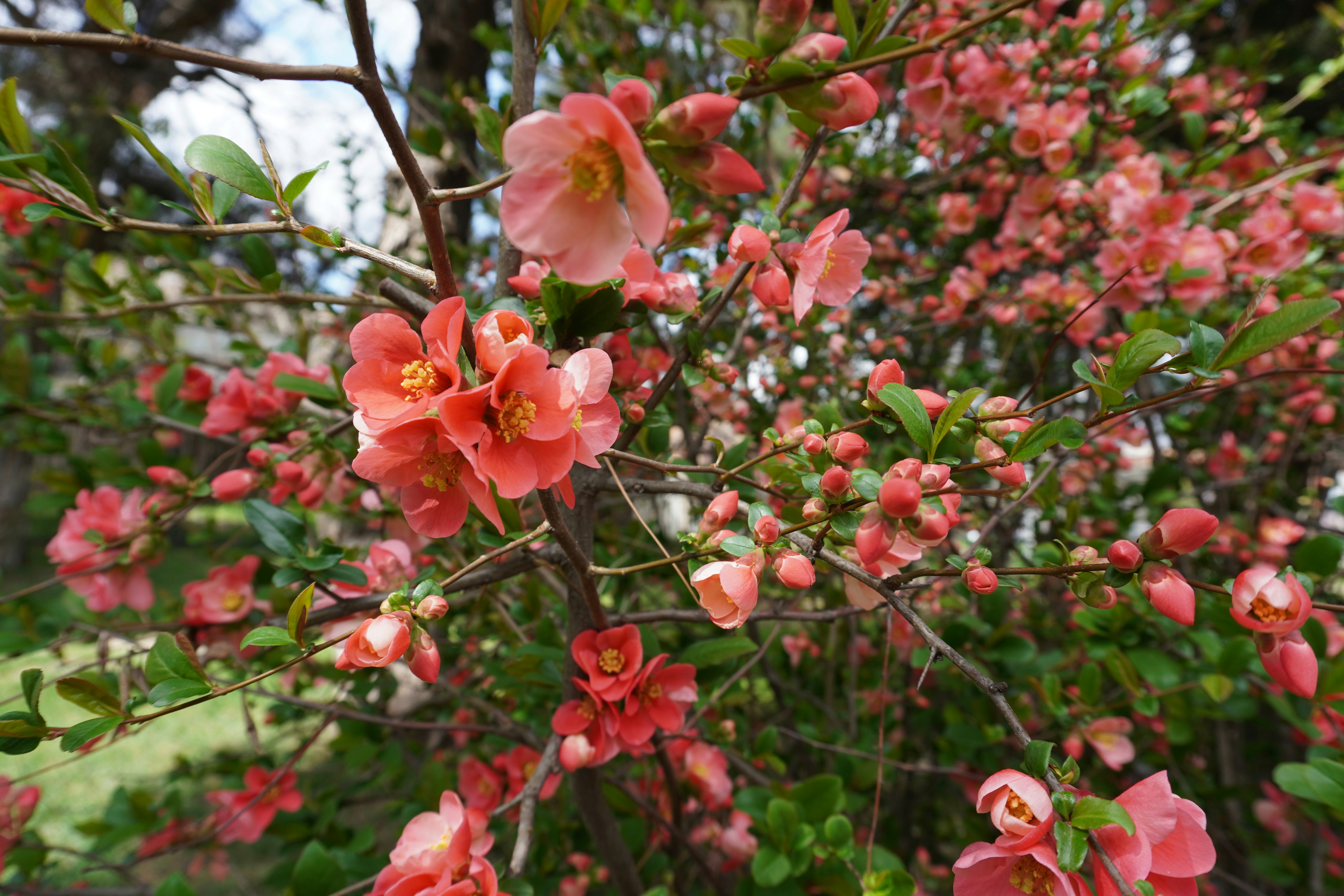Petal Mosaic: Coral Blossoms Framing a Lush Garden