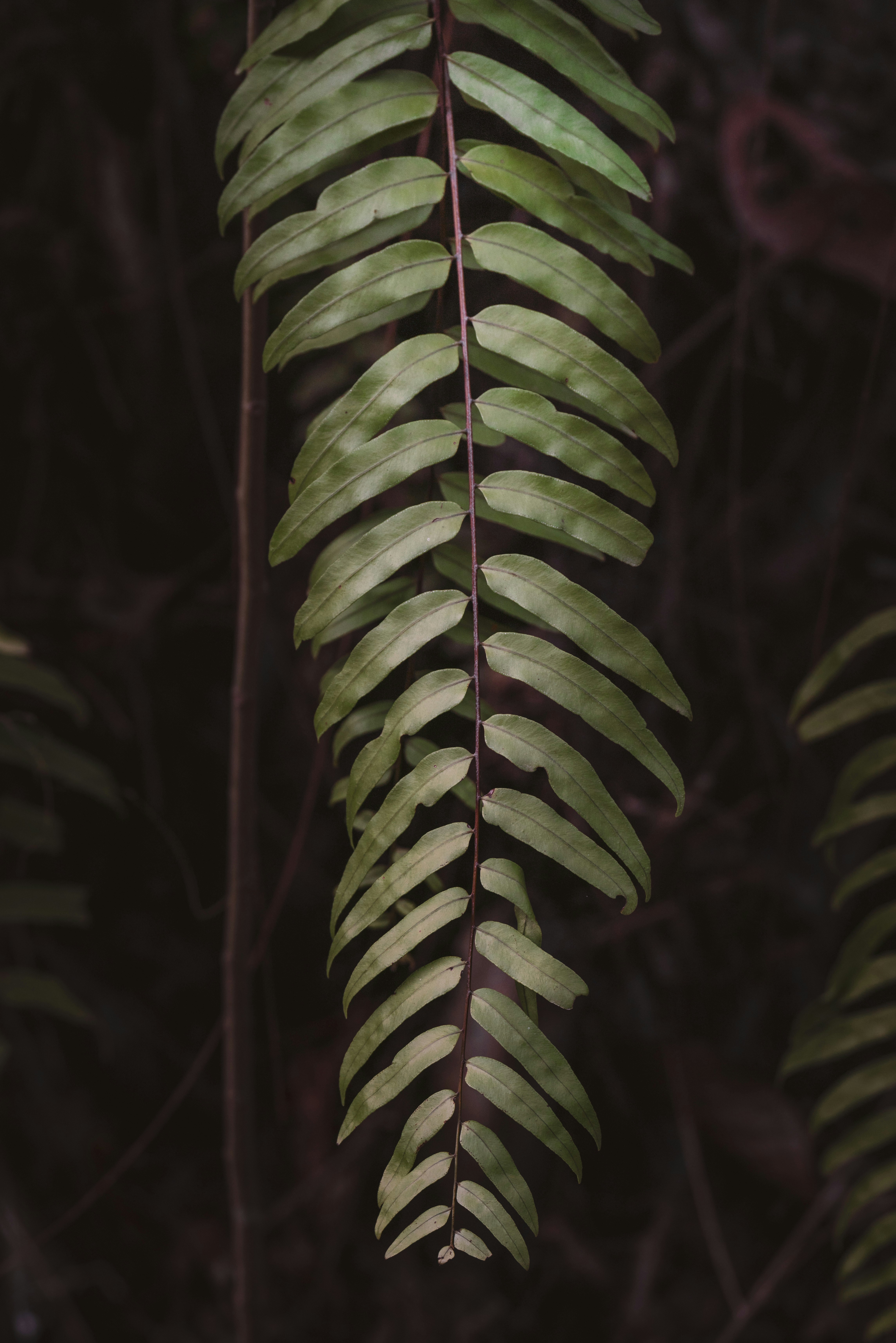 Central Fern Frond Reaches Through Dark Velvet Shade