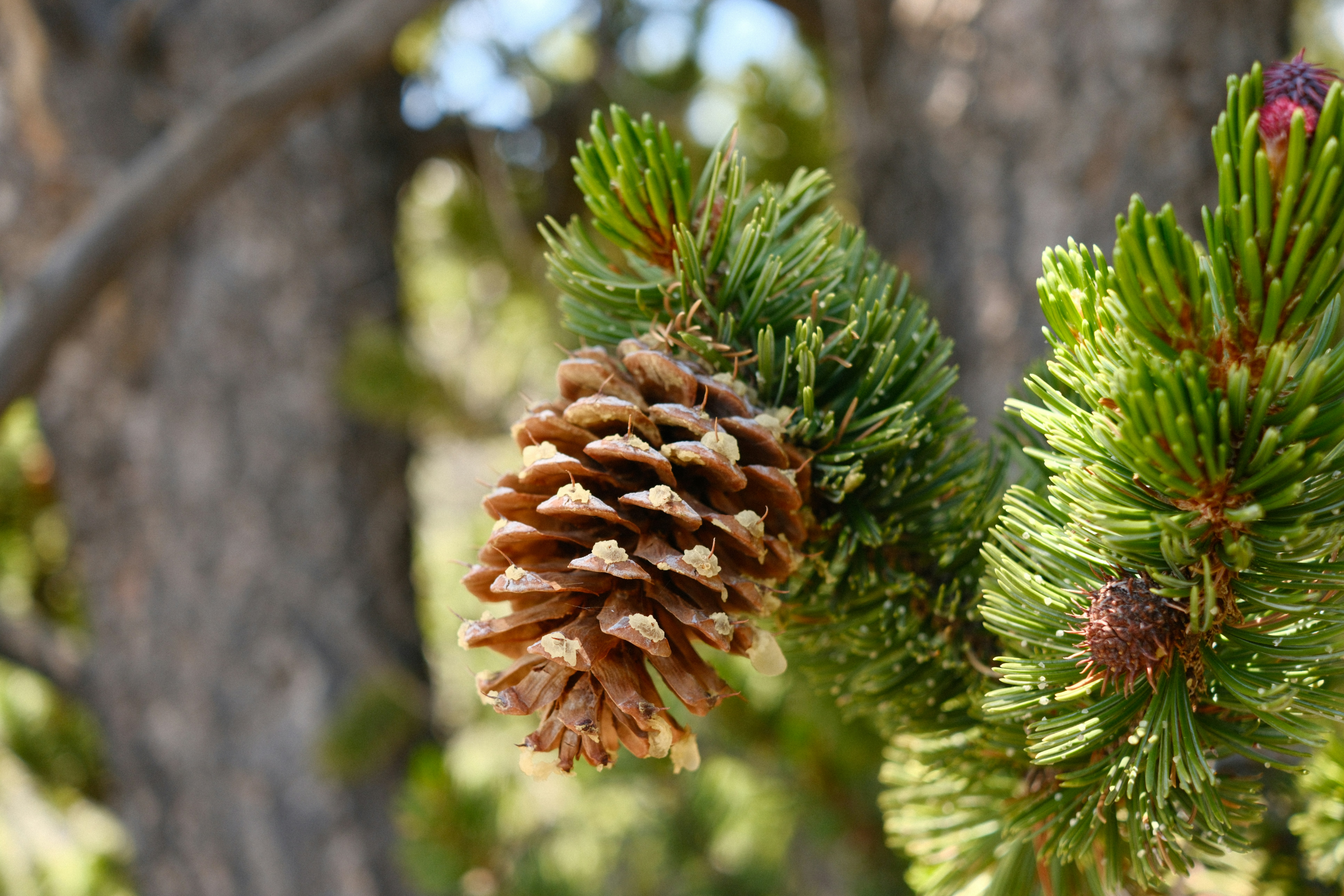 Close-up of a pine cone framed by evergreen needles