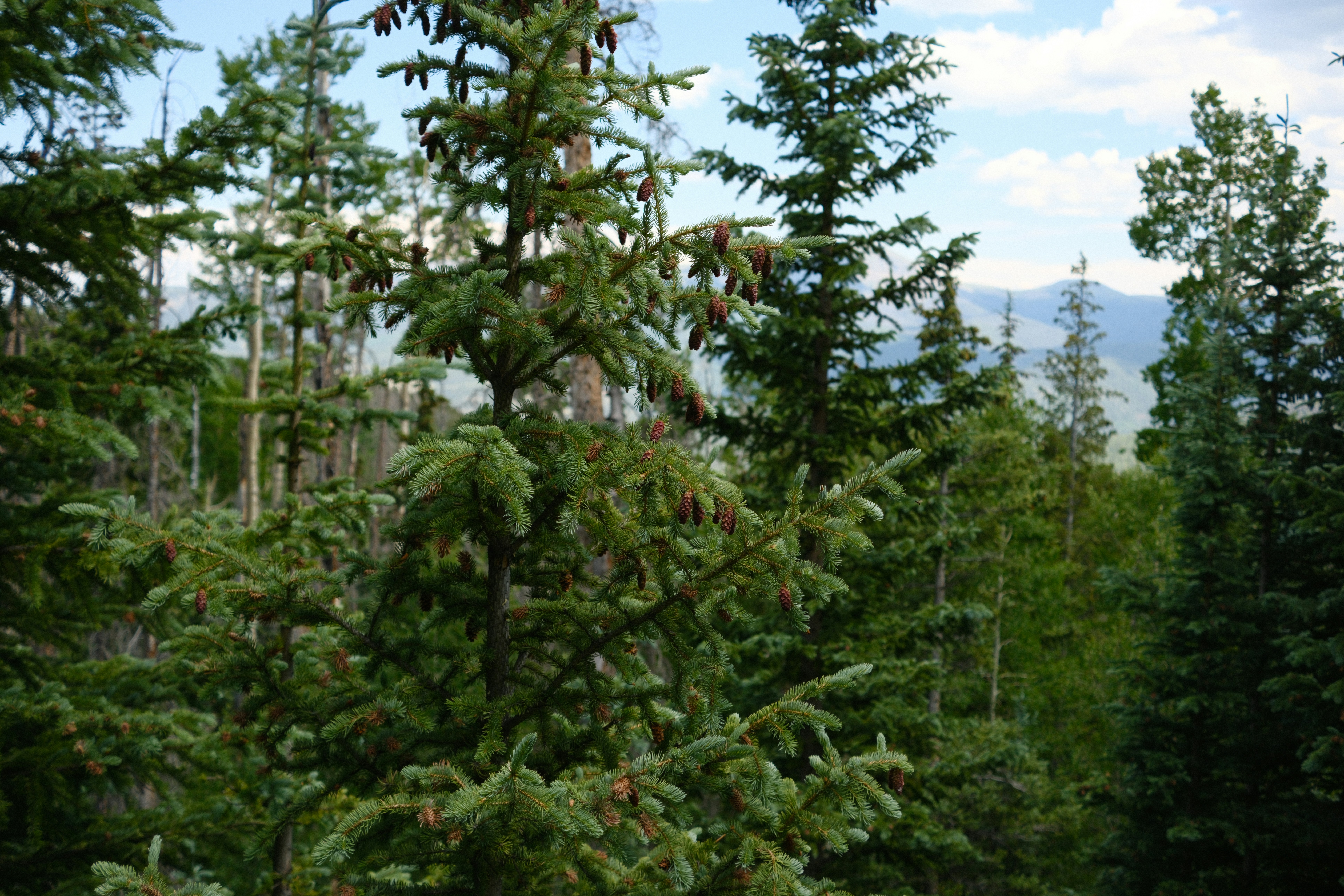 Close-Up of a Pine Tree in a Mountain Forest