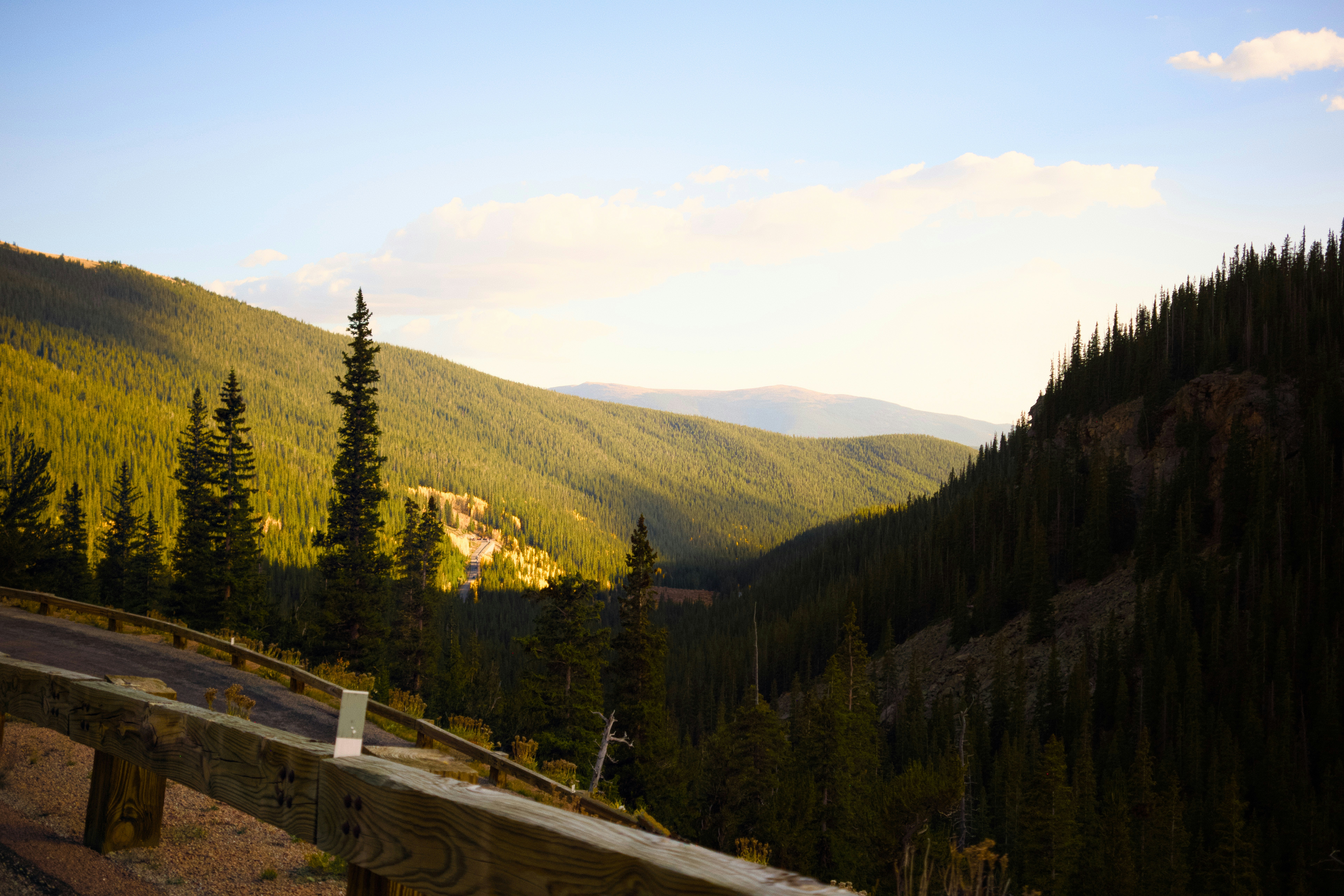 Sunlit Valley Overlook in Needle-forested Canyon