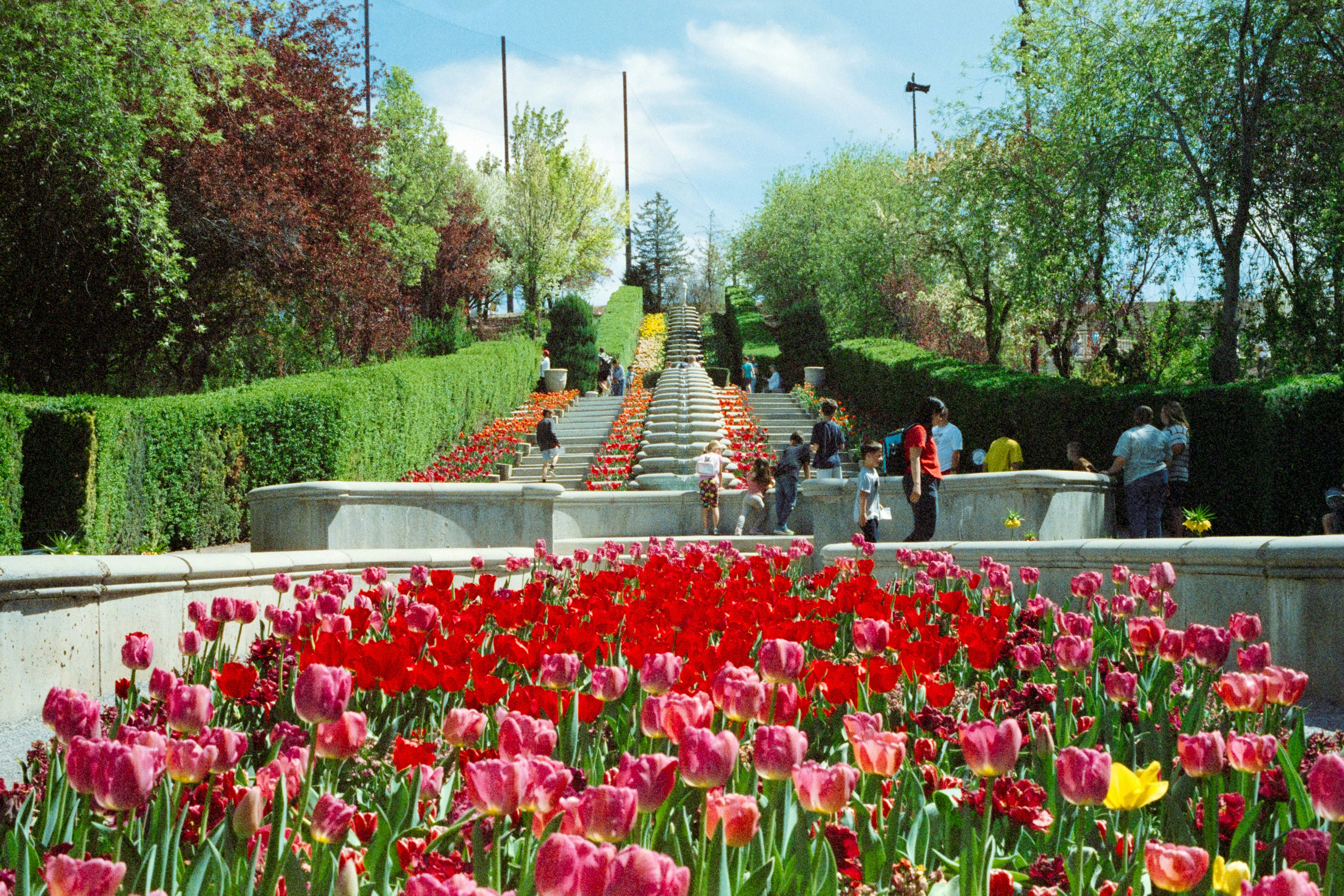 Cascade of Tulips: A Sunlit Garden Descent