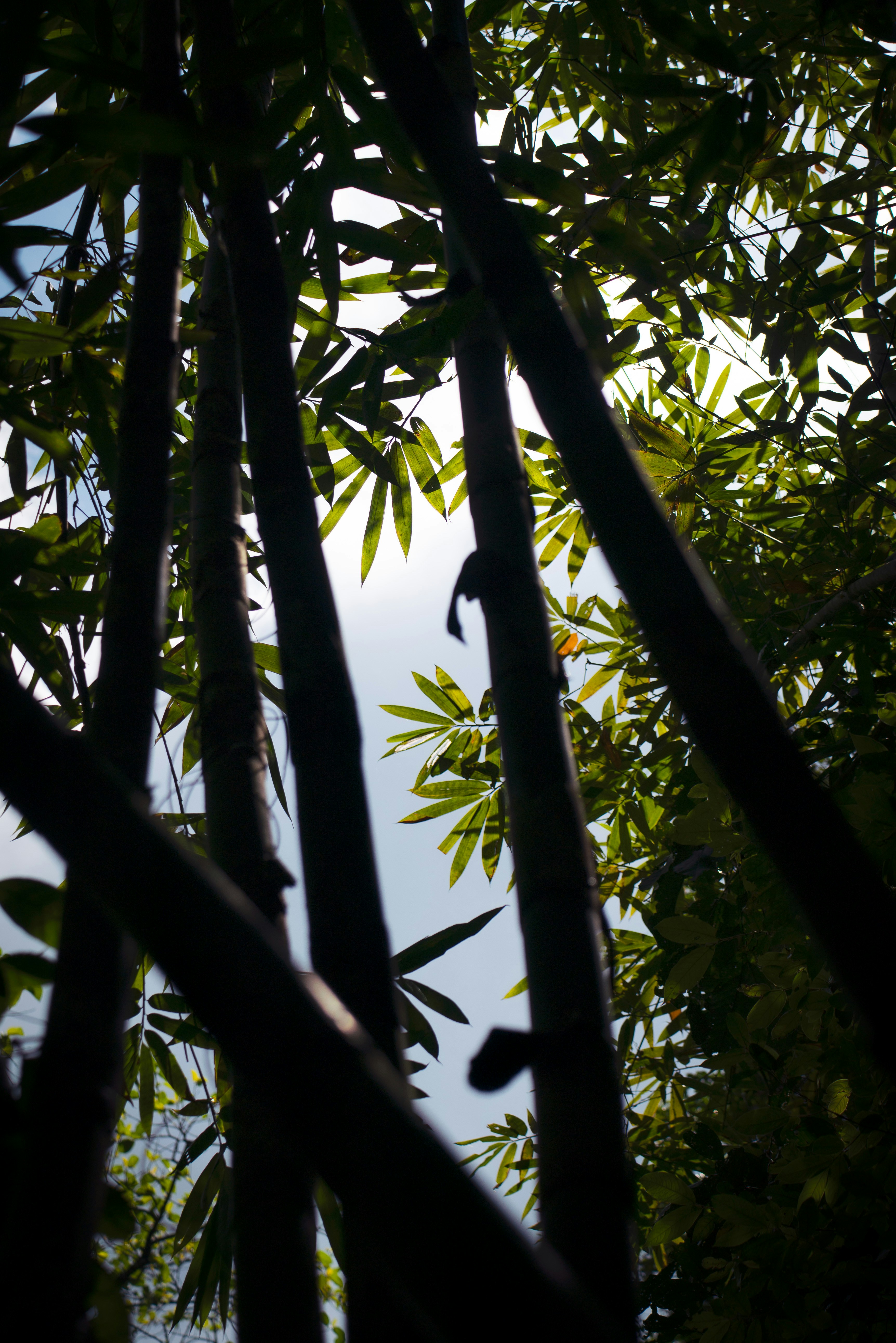 Sunlit Gaps: Stems and Silhouettes Through a Foliage Framework