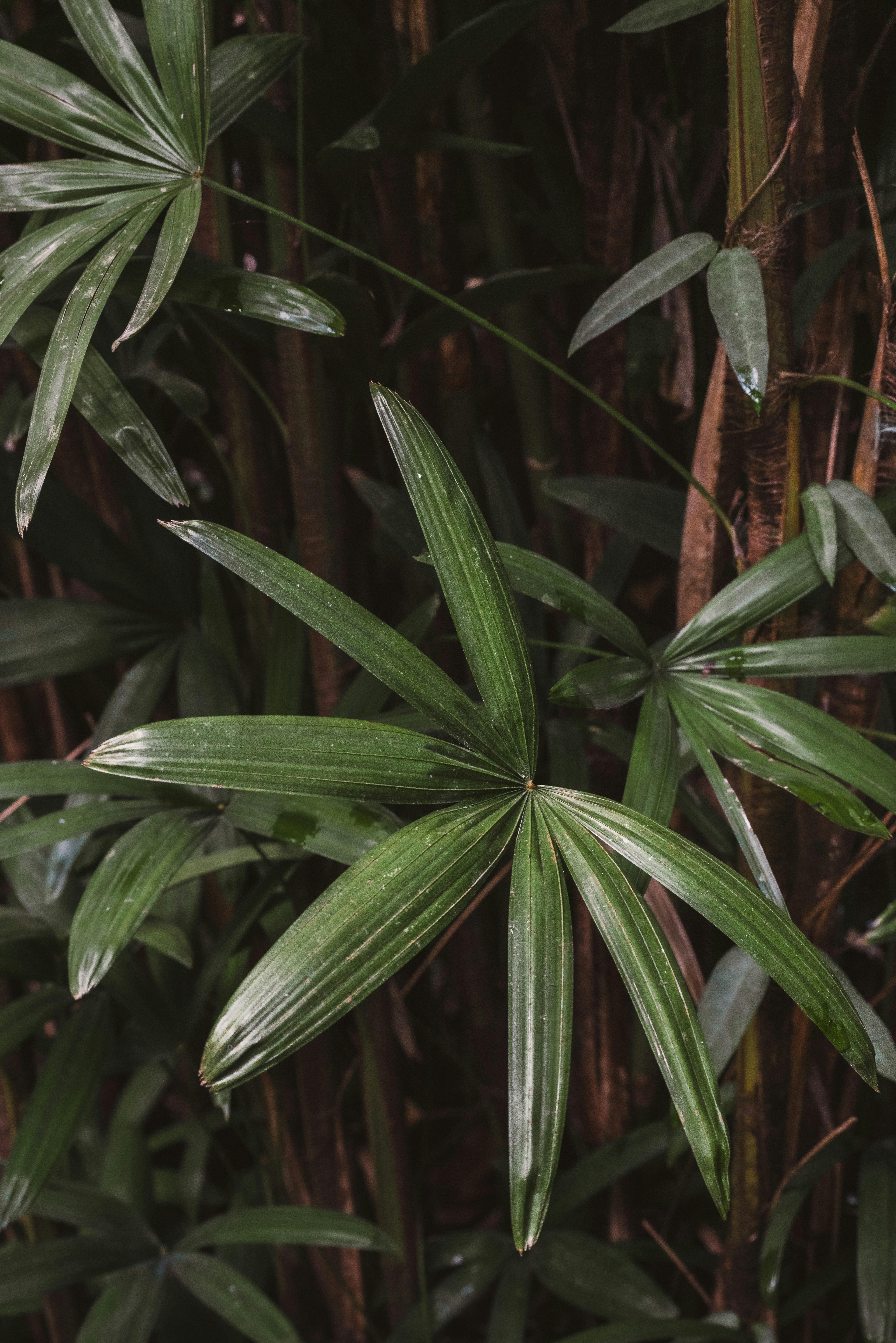 Fronds in Focus: A Quiet Tangle of Palm Leaves