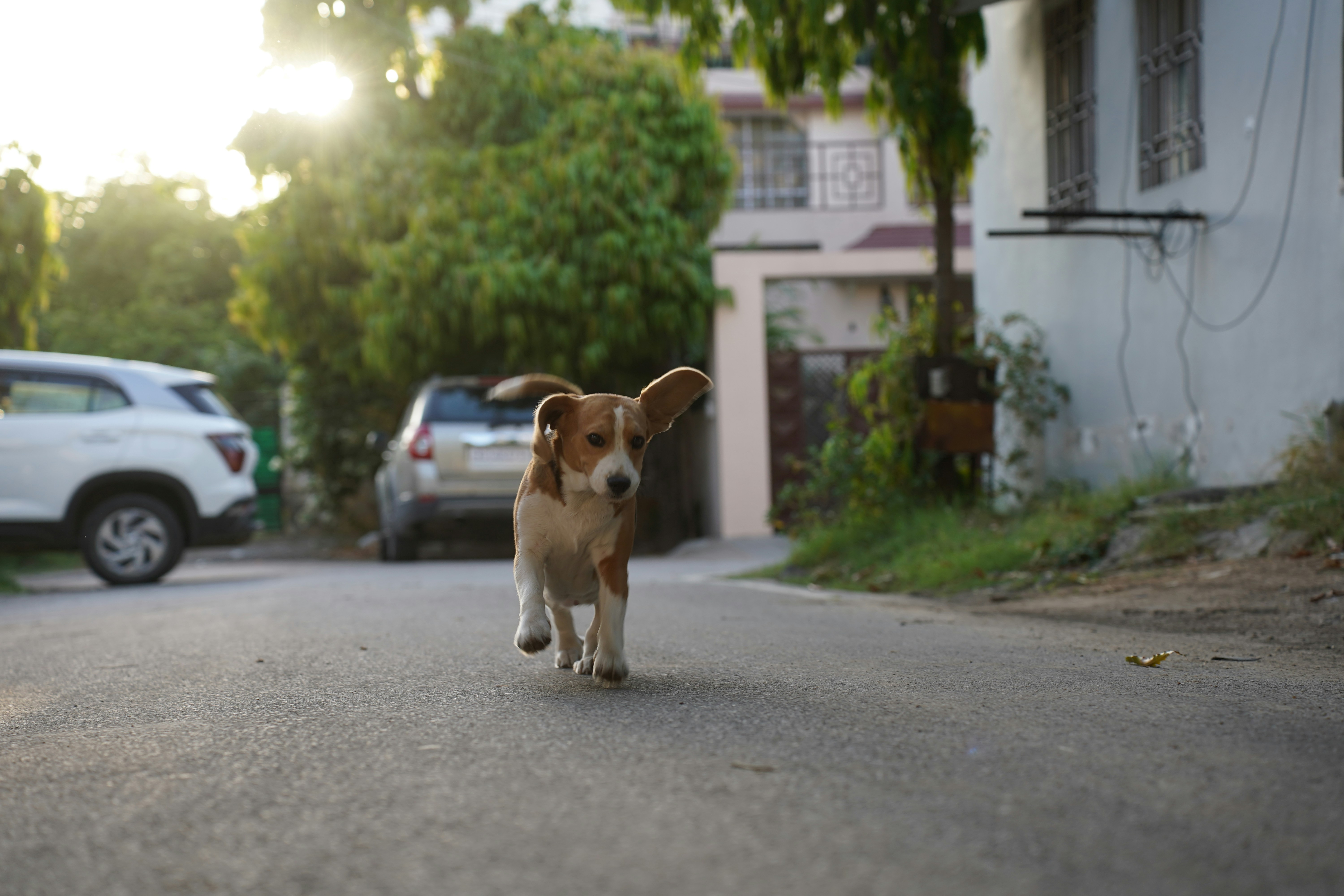 Corgi Dash on a Quiet Residential Street