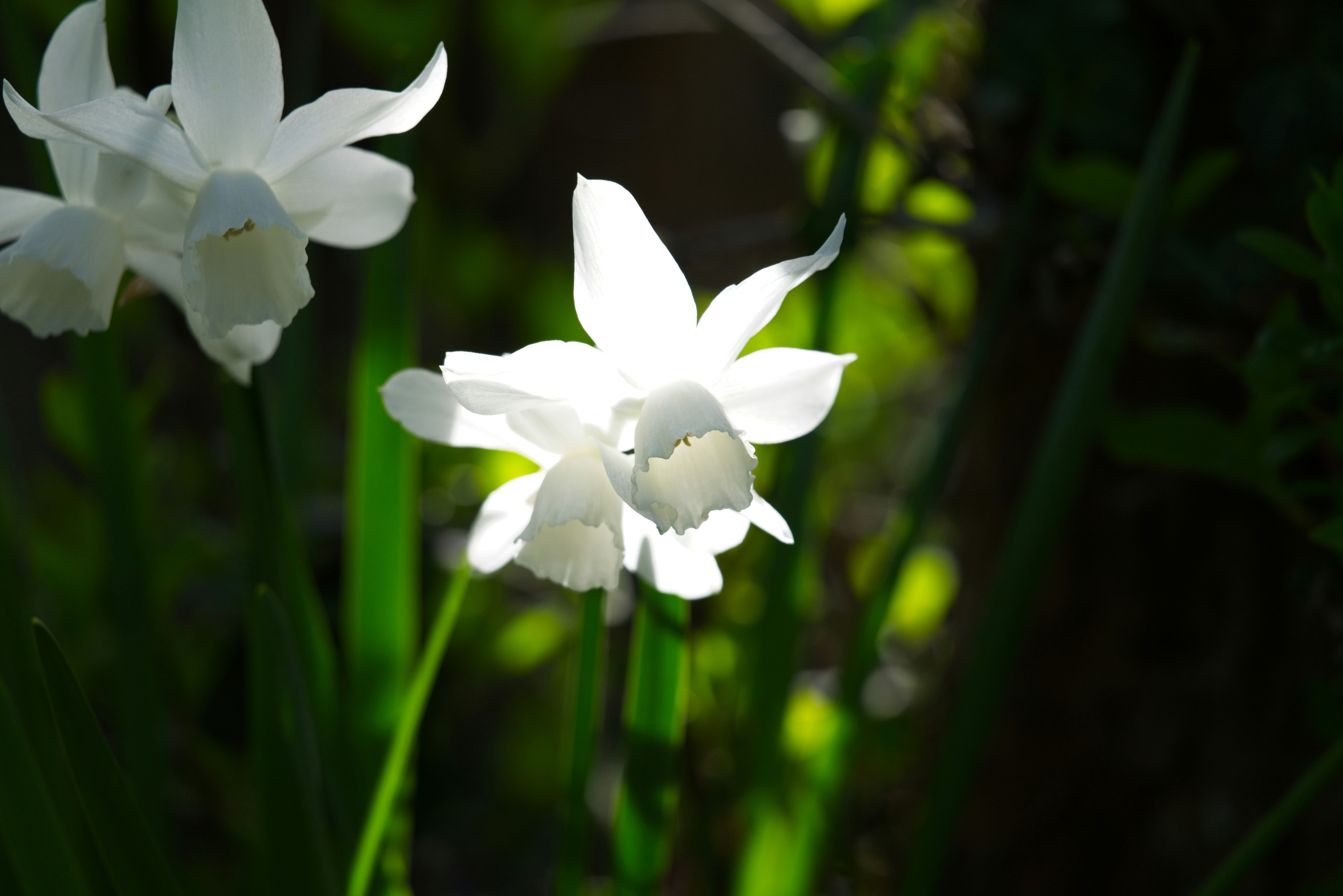 White orchids in dappled garden light