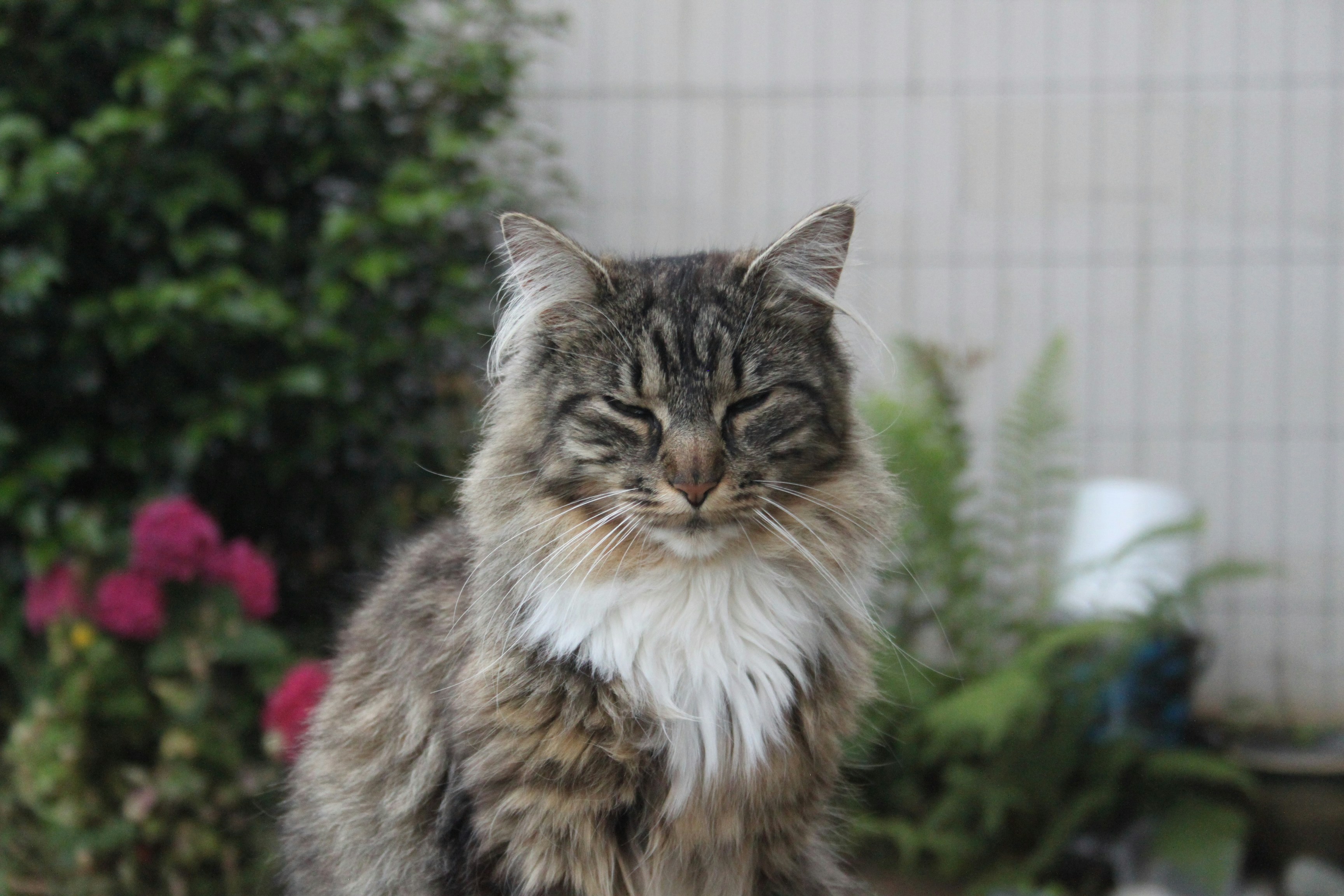 Serene Gazed Feline in a Garden Frame