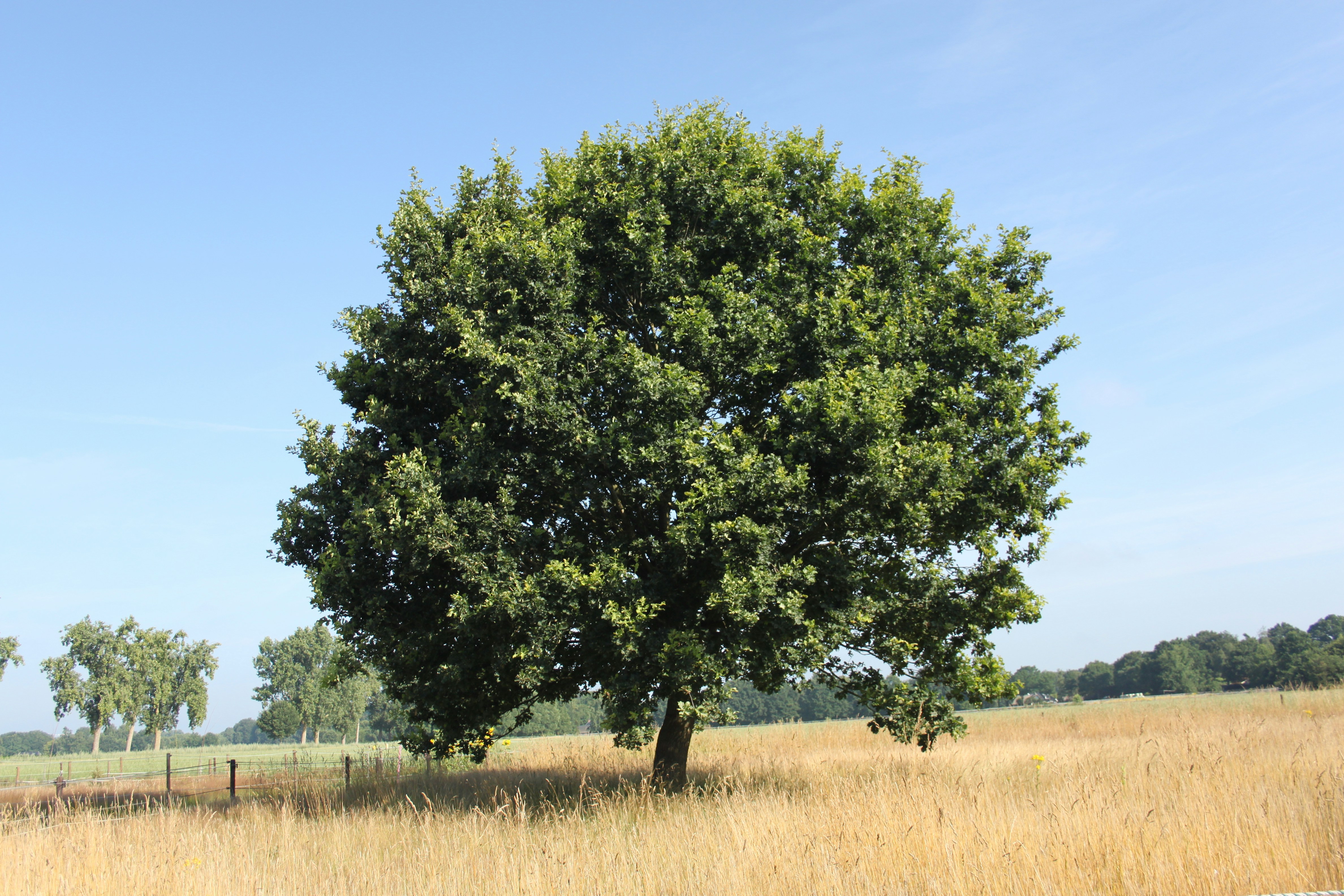  solitary oak in a sunlit field