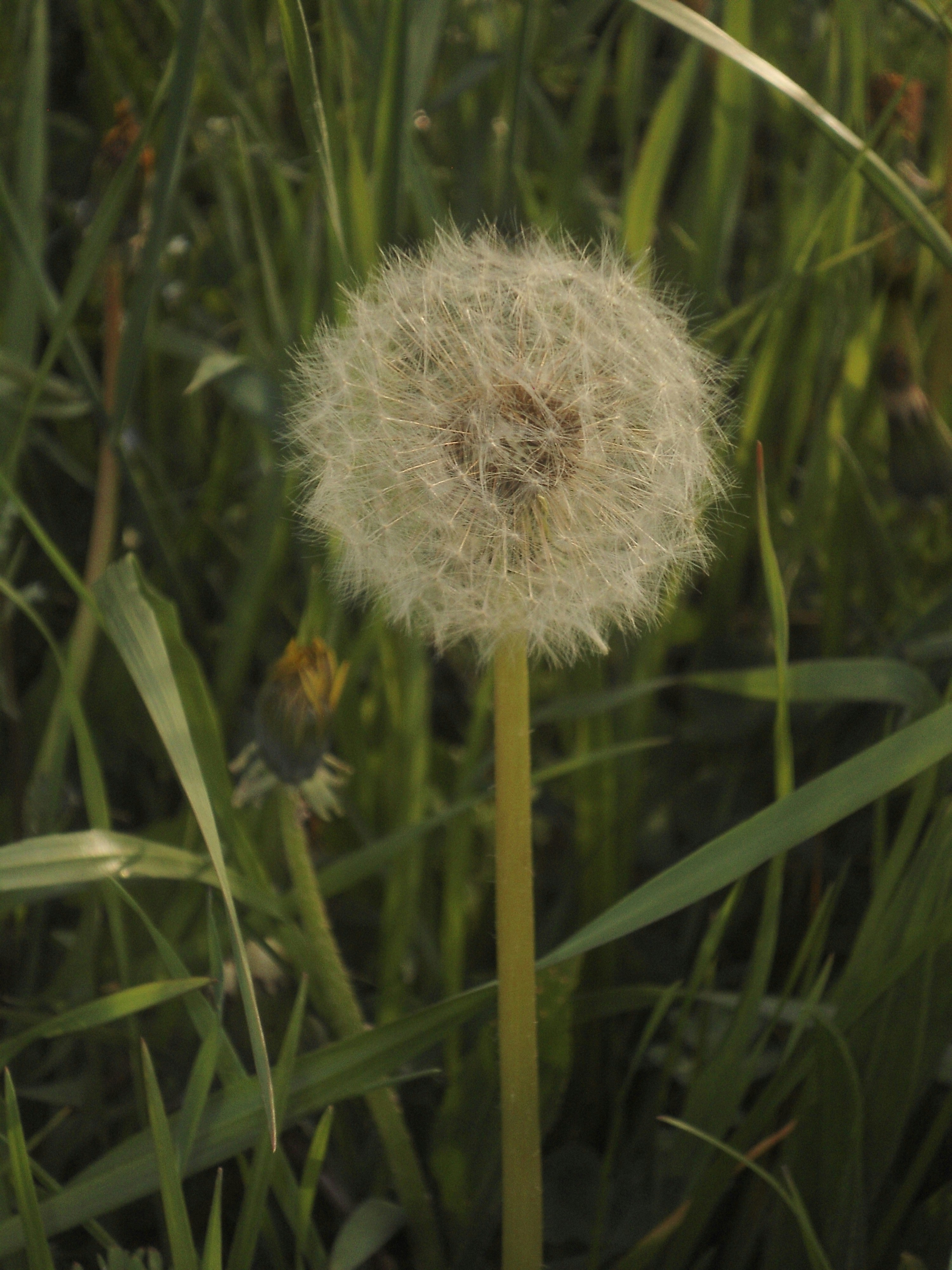 Whispering Dandelion on a Field of Green