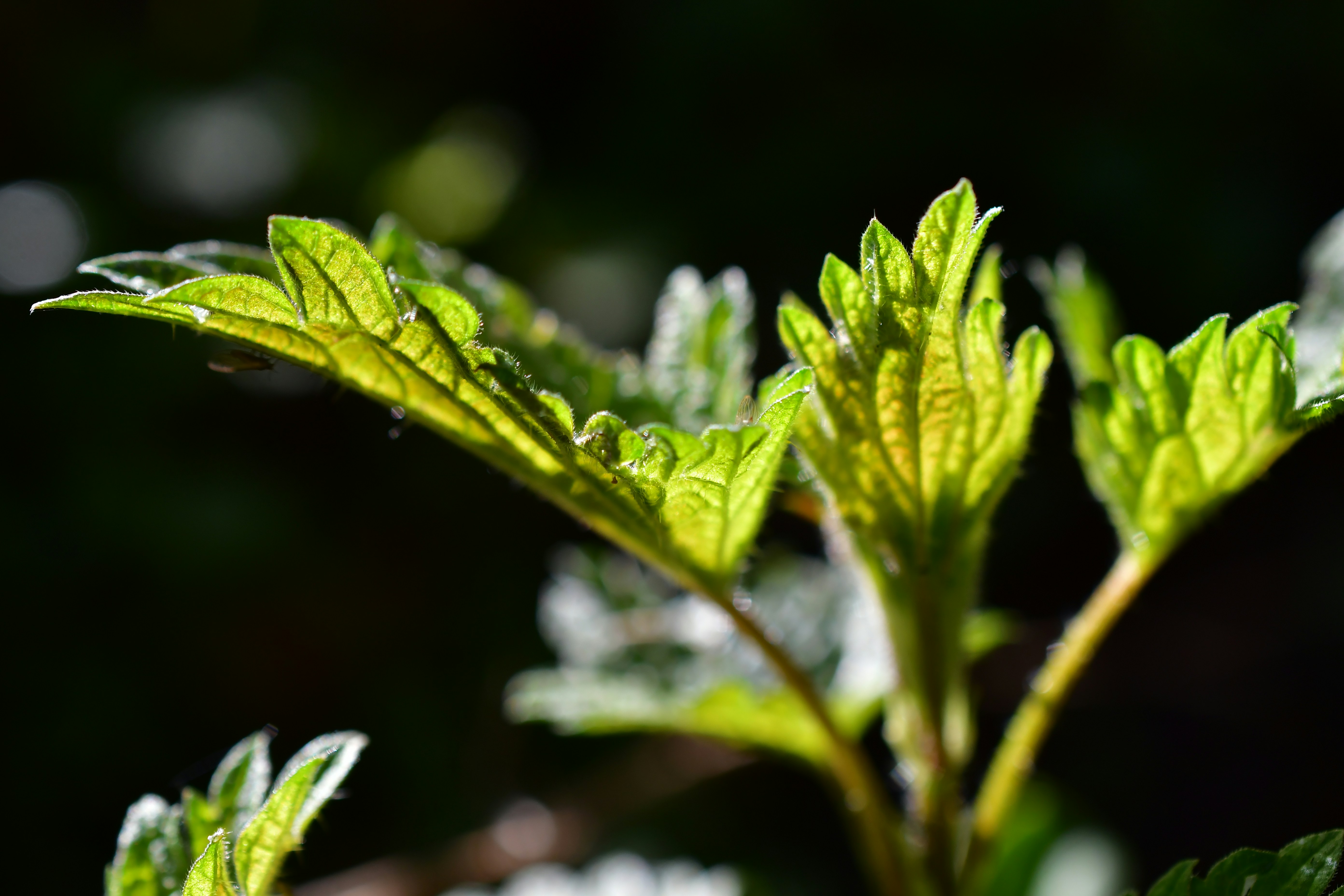 Sunlit Tender Foliage: Early Growth in Focus