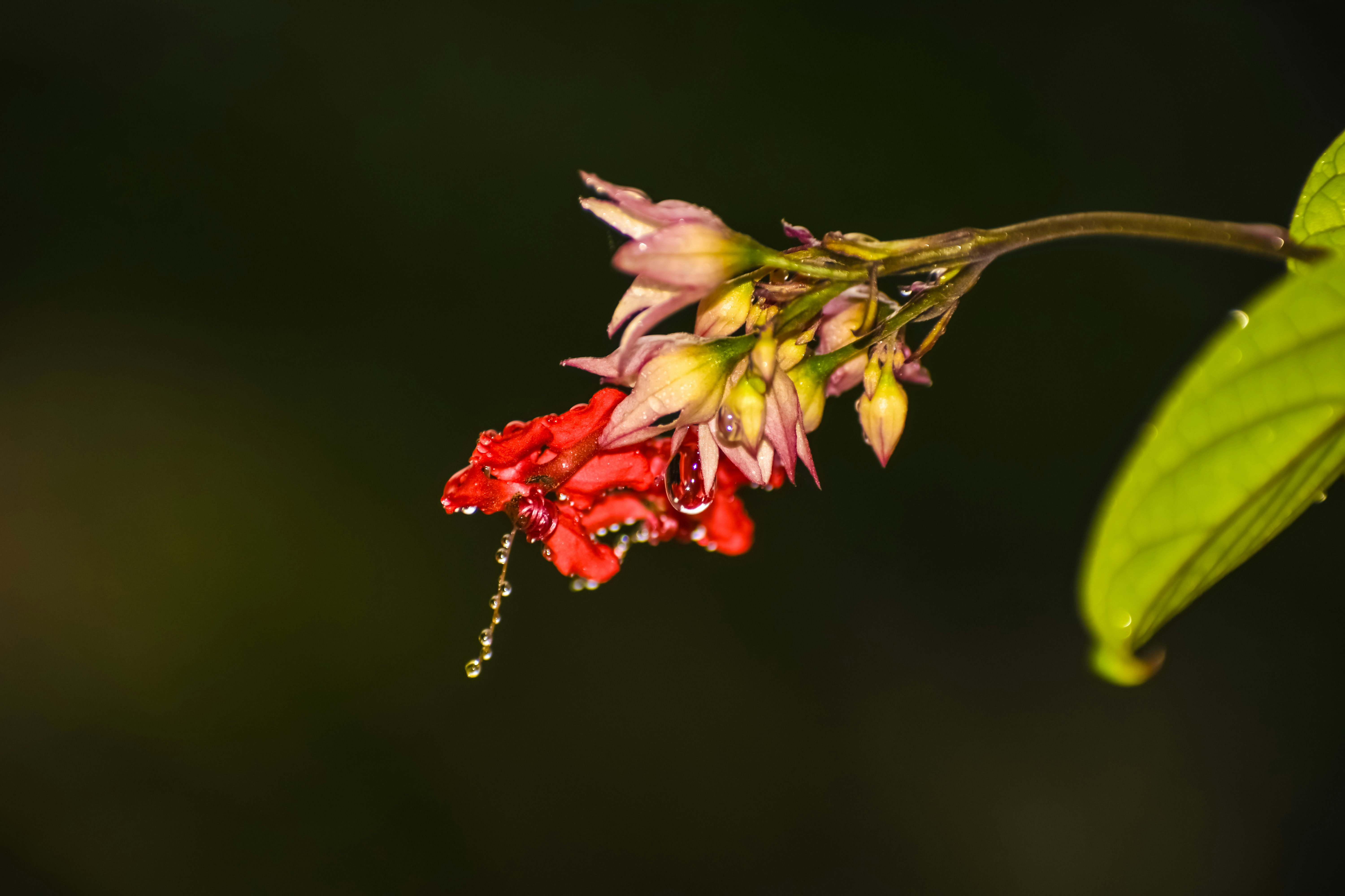 Fragile bloom: a single red blossom dangles from a curved stem against a velvet backdrop