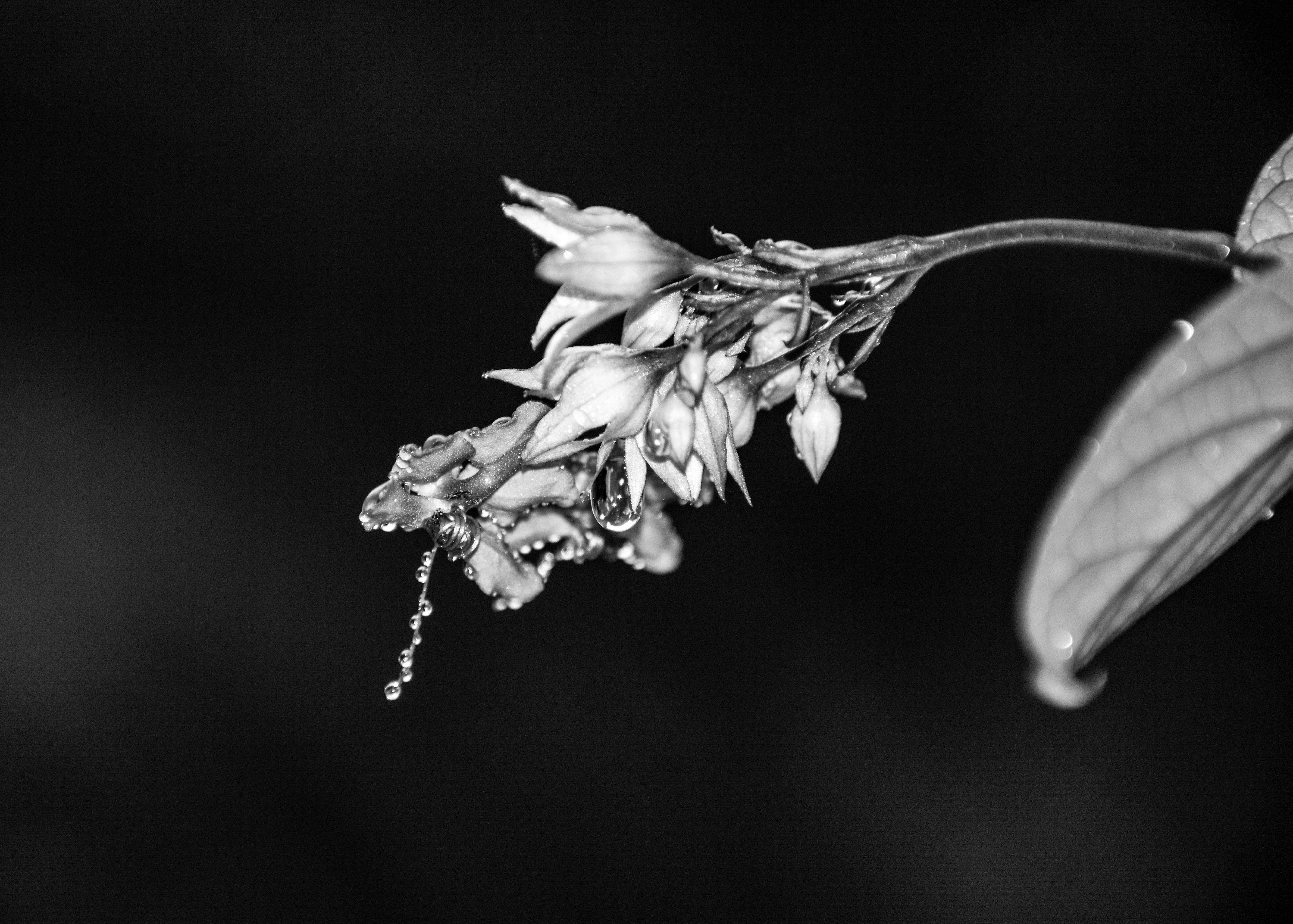 Dew-kissed Blossom in Monochrome Drift