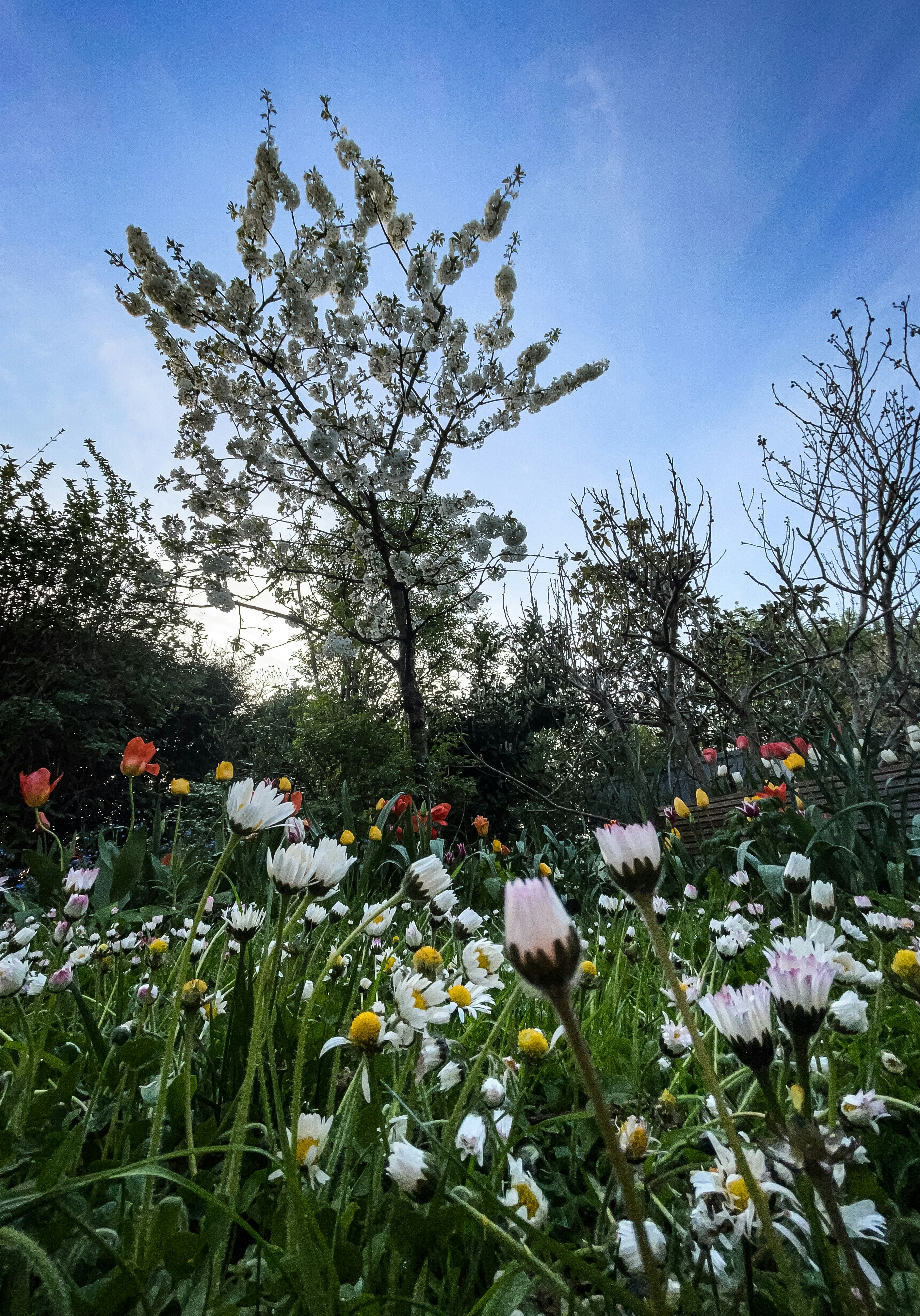 Blooming Meadow Under a Quiet Sky