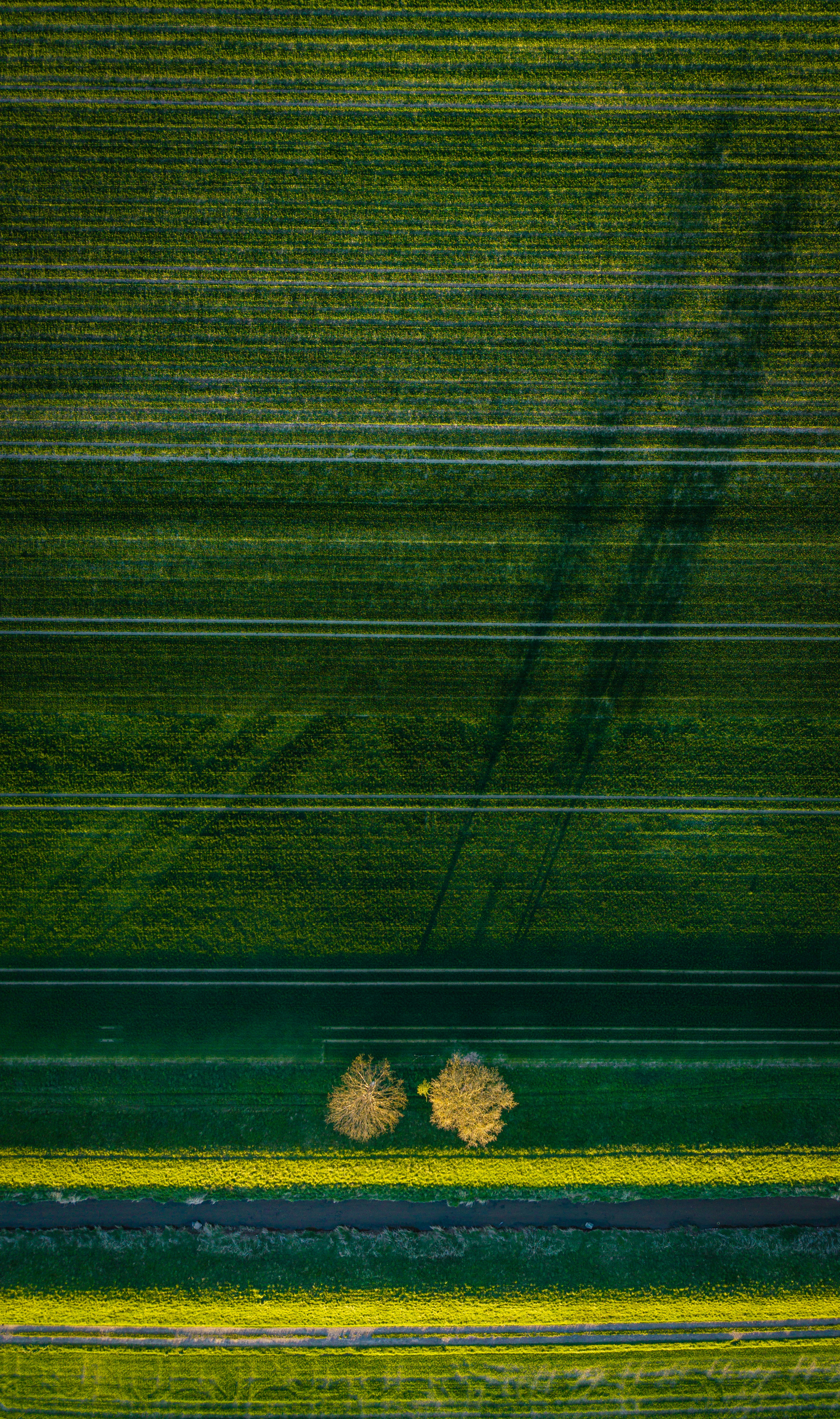 Two lone trees at the edge of a sunlit field, cast in a geometric pattern