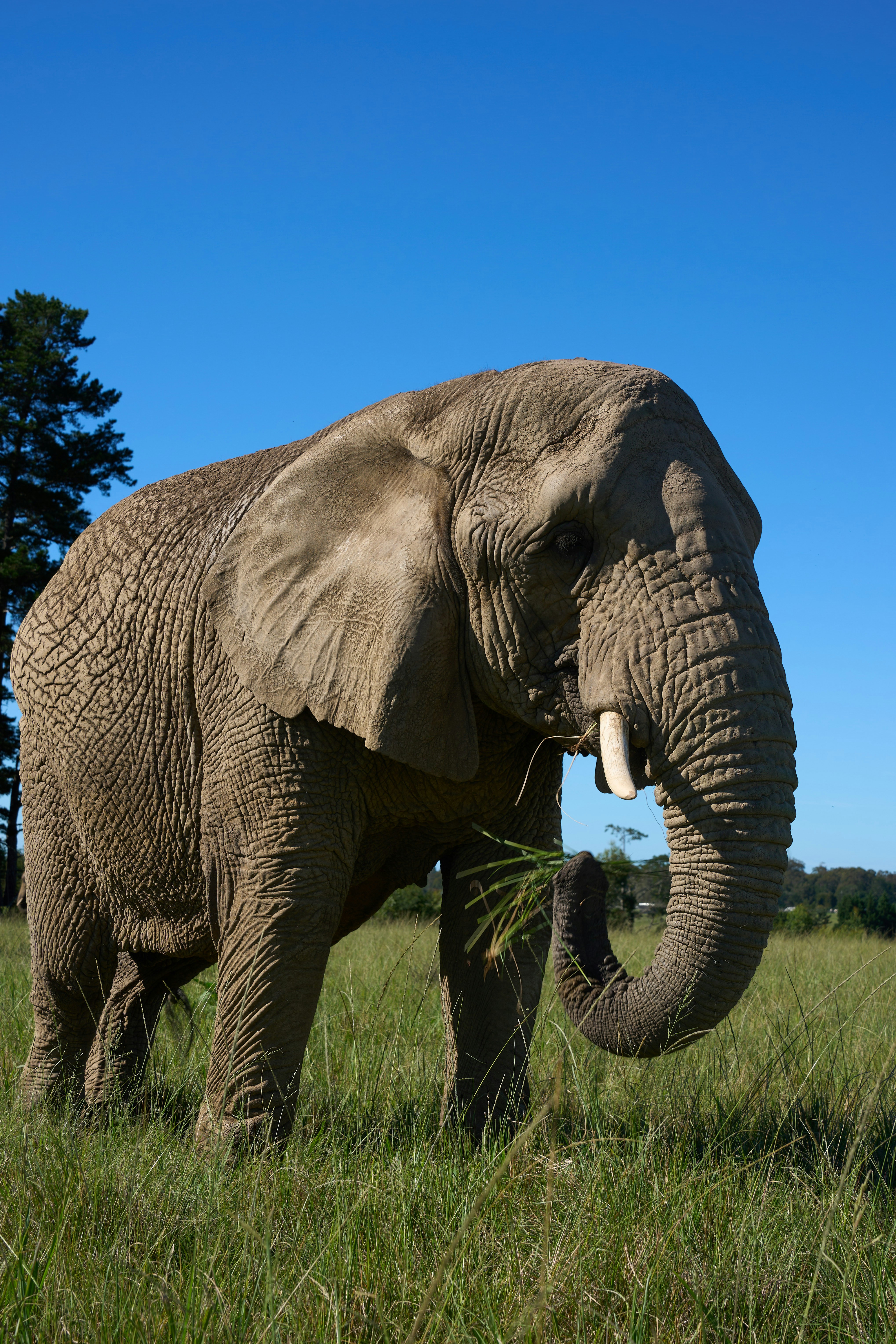 Gentle Giant in Tall Grass under a Clear Blue Sky