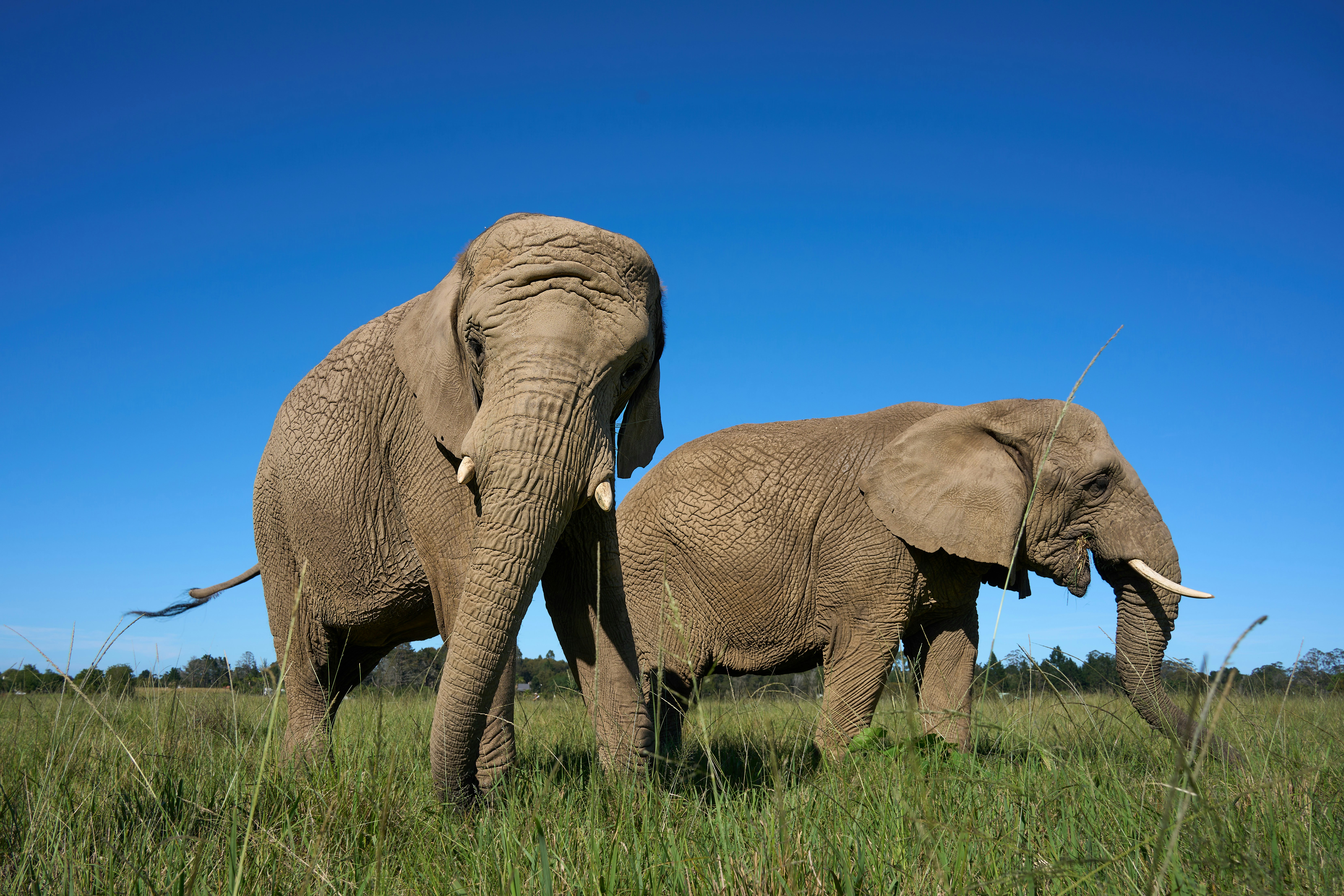 Heritage of Grasslands: Twin Elephants Standing in Afternoon Light