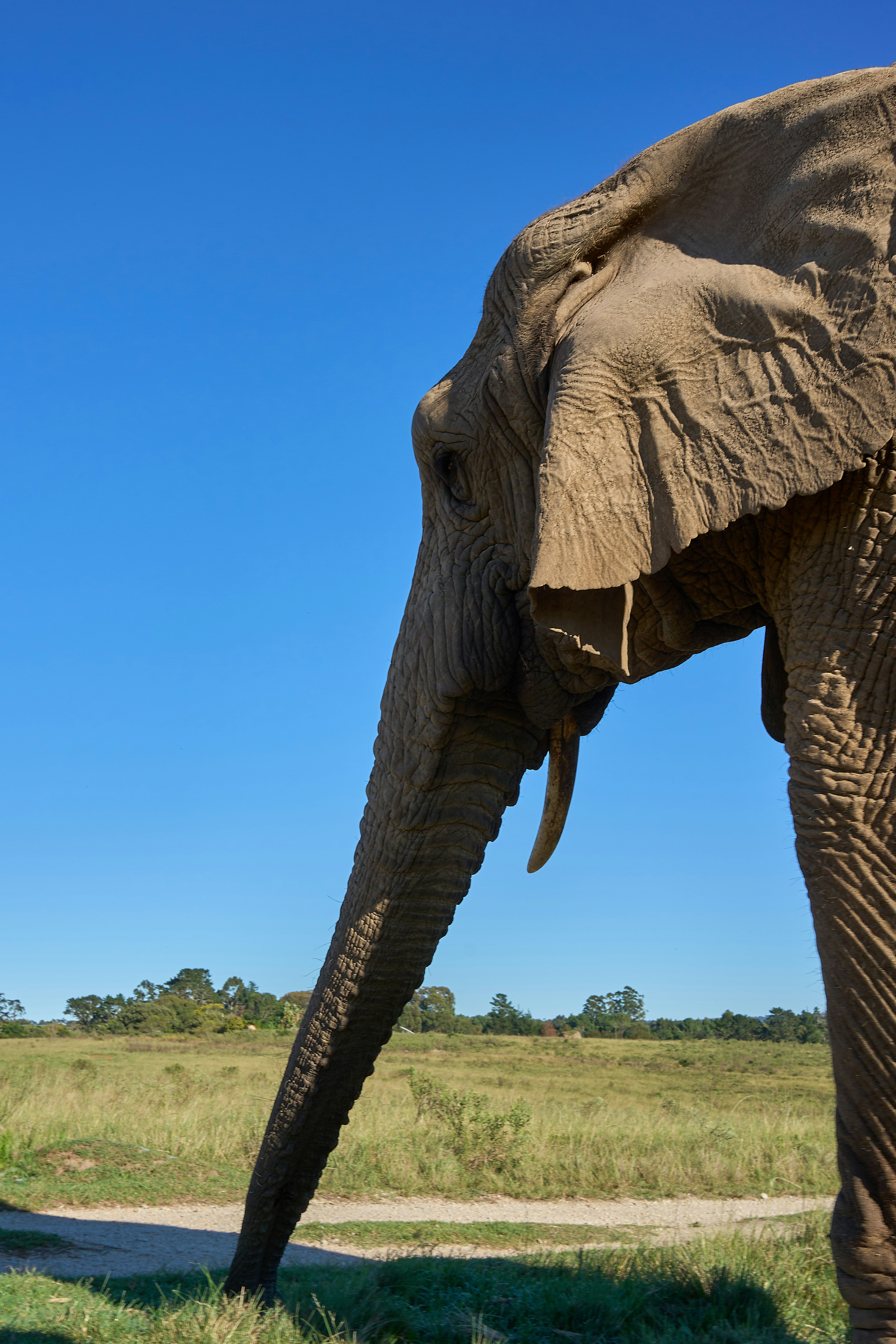 The Gaze of a Giant: An Elephant Crossing