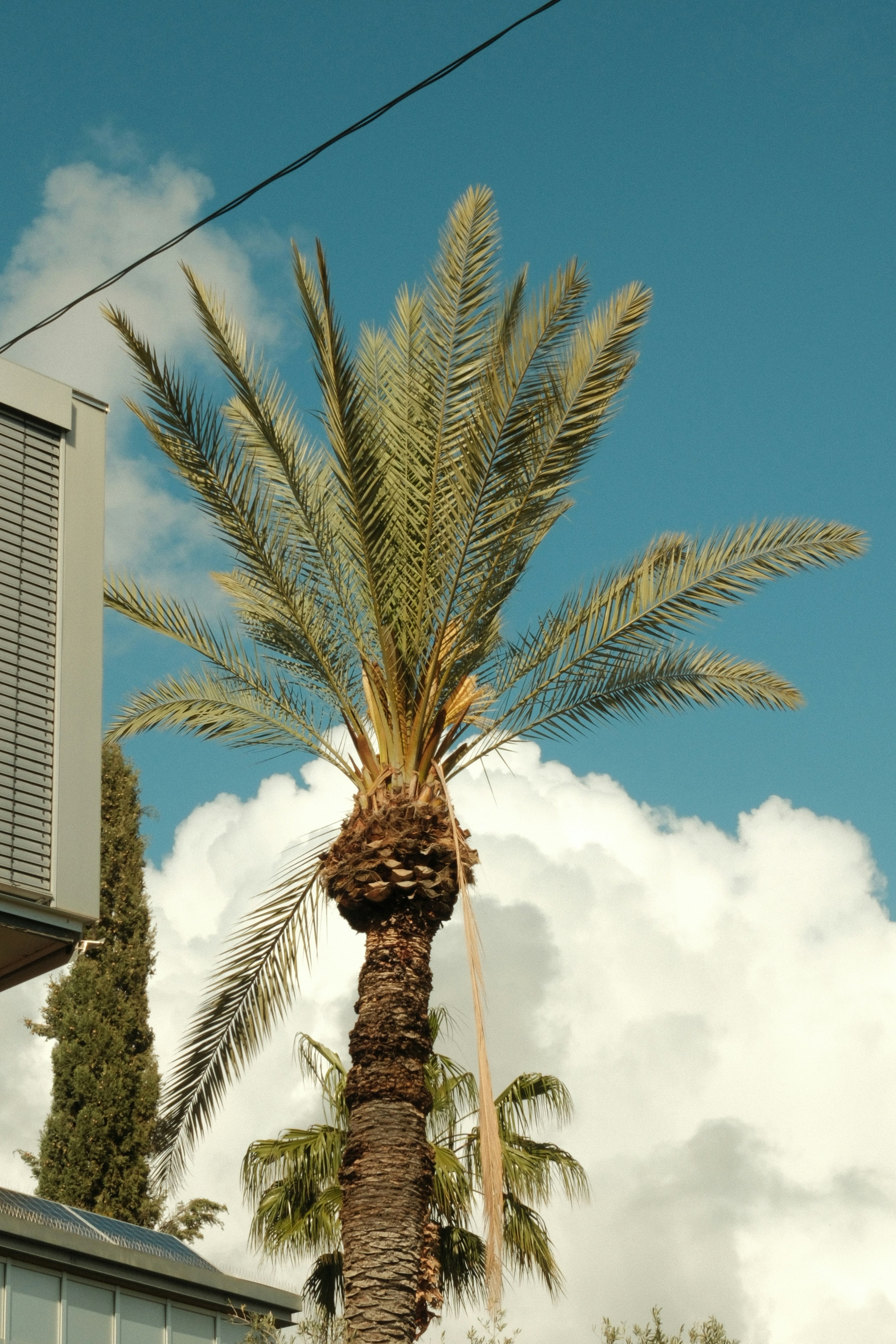 Palm Crown Against a Blu sky