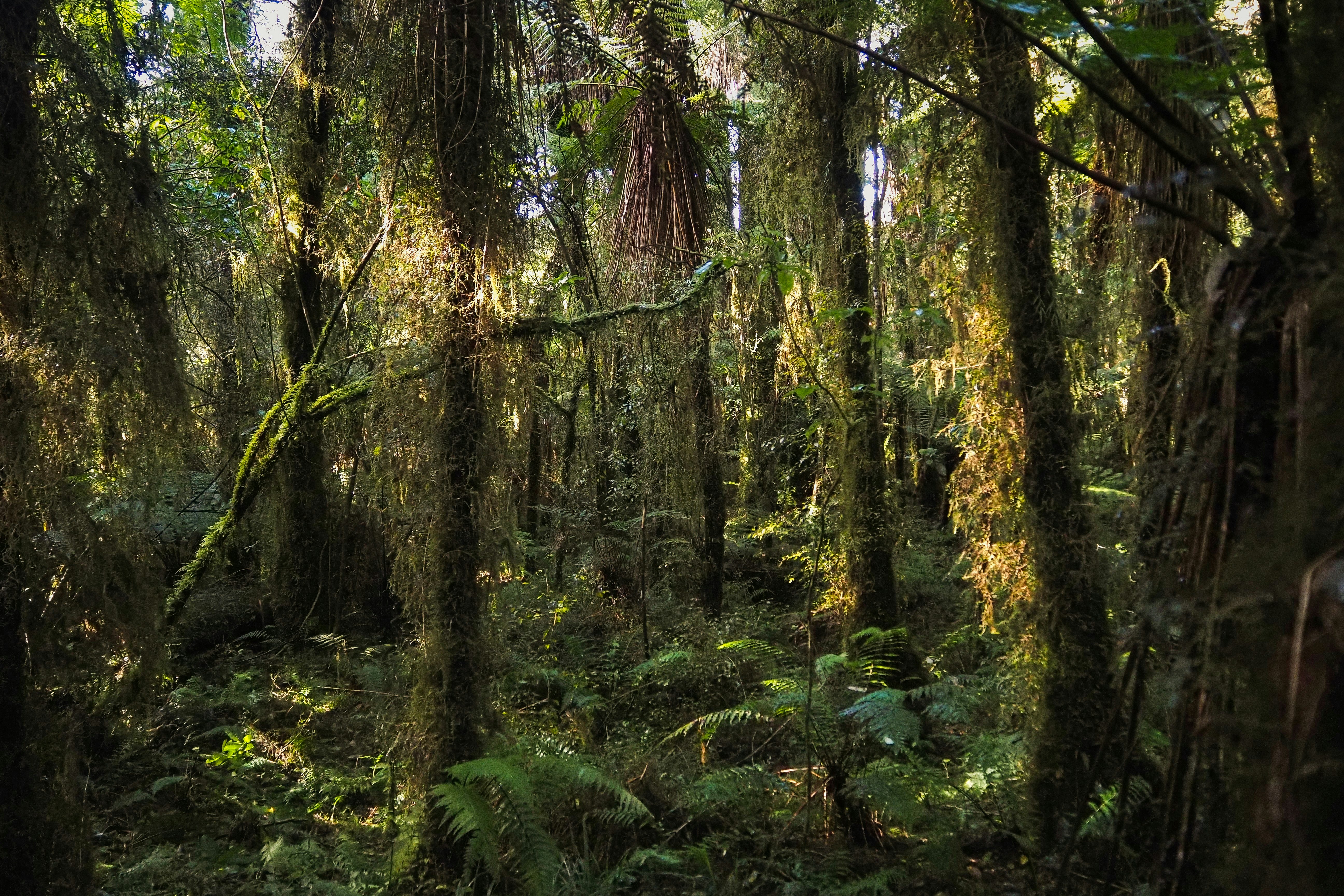 Sunlit Fern Cathedral in a Misty Forest