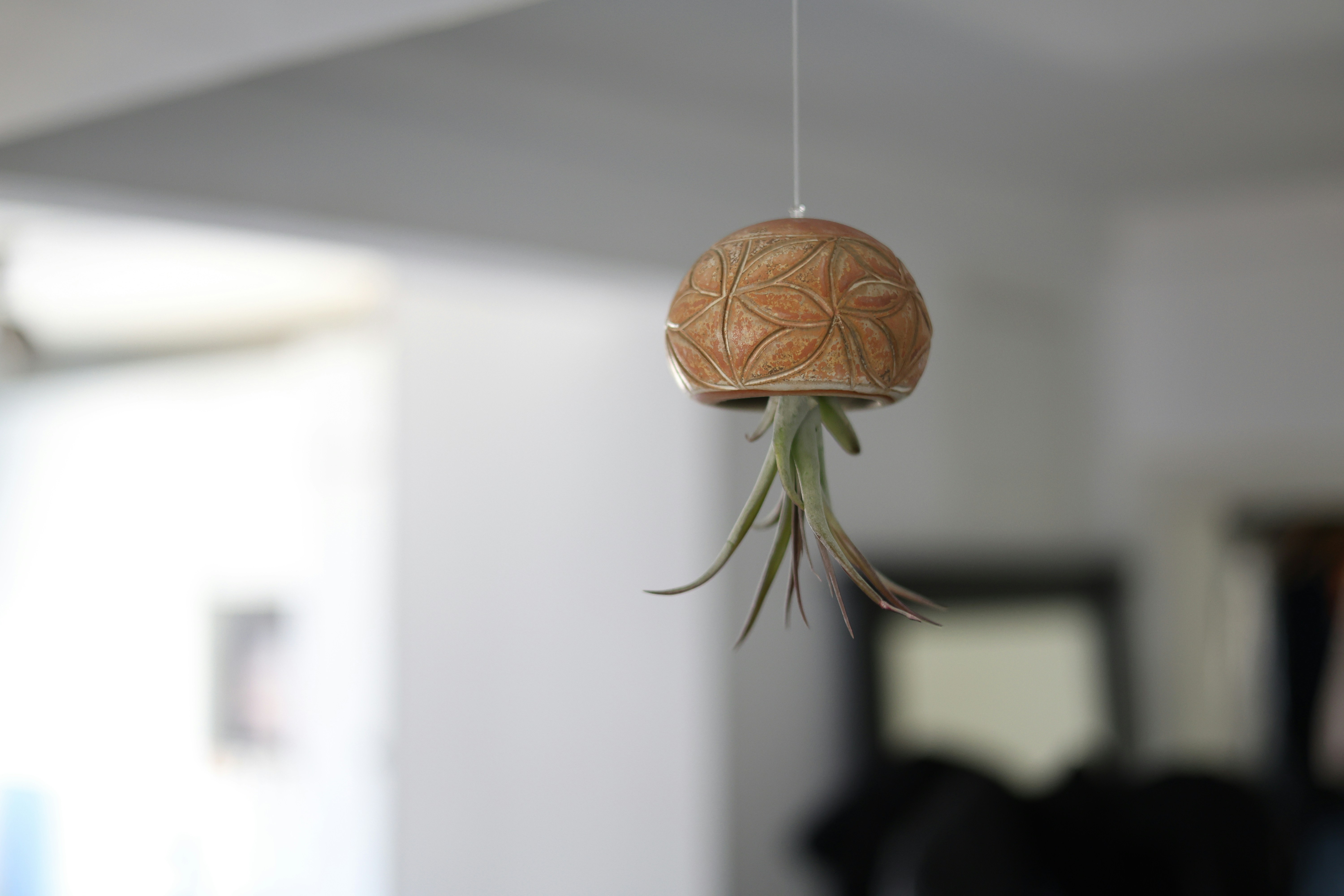 Suspended Airplant: a lone green lifeform under a wooden cap in a minimal room