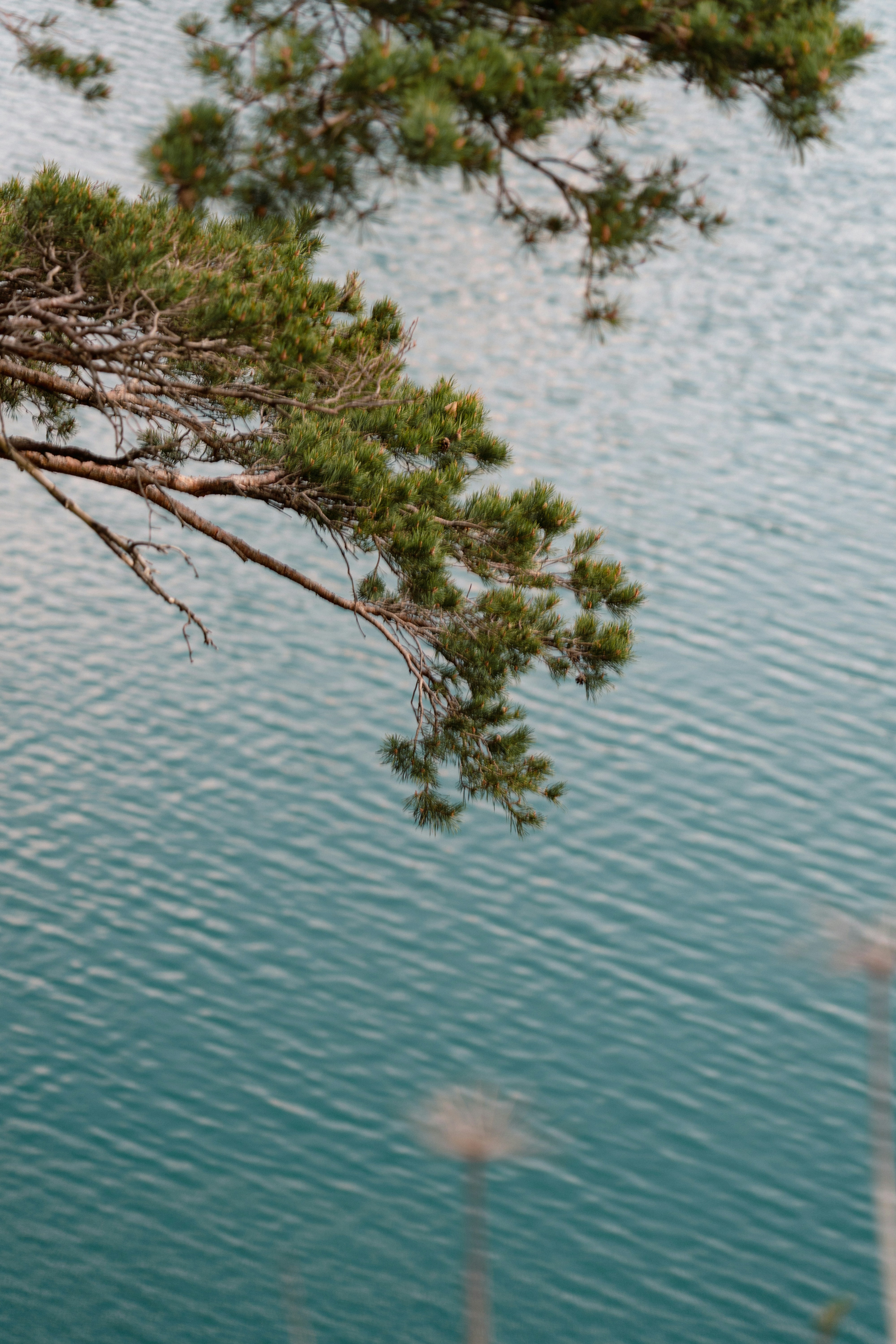 Overhanging pine at the edge of a turquoise lake