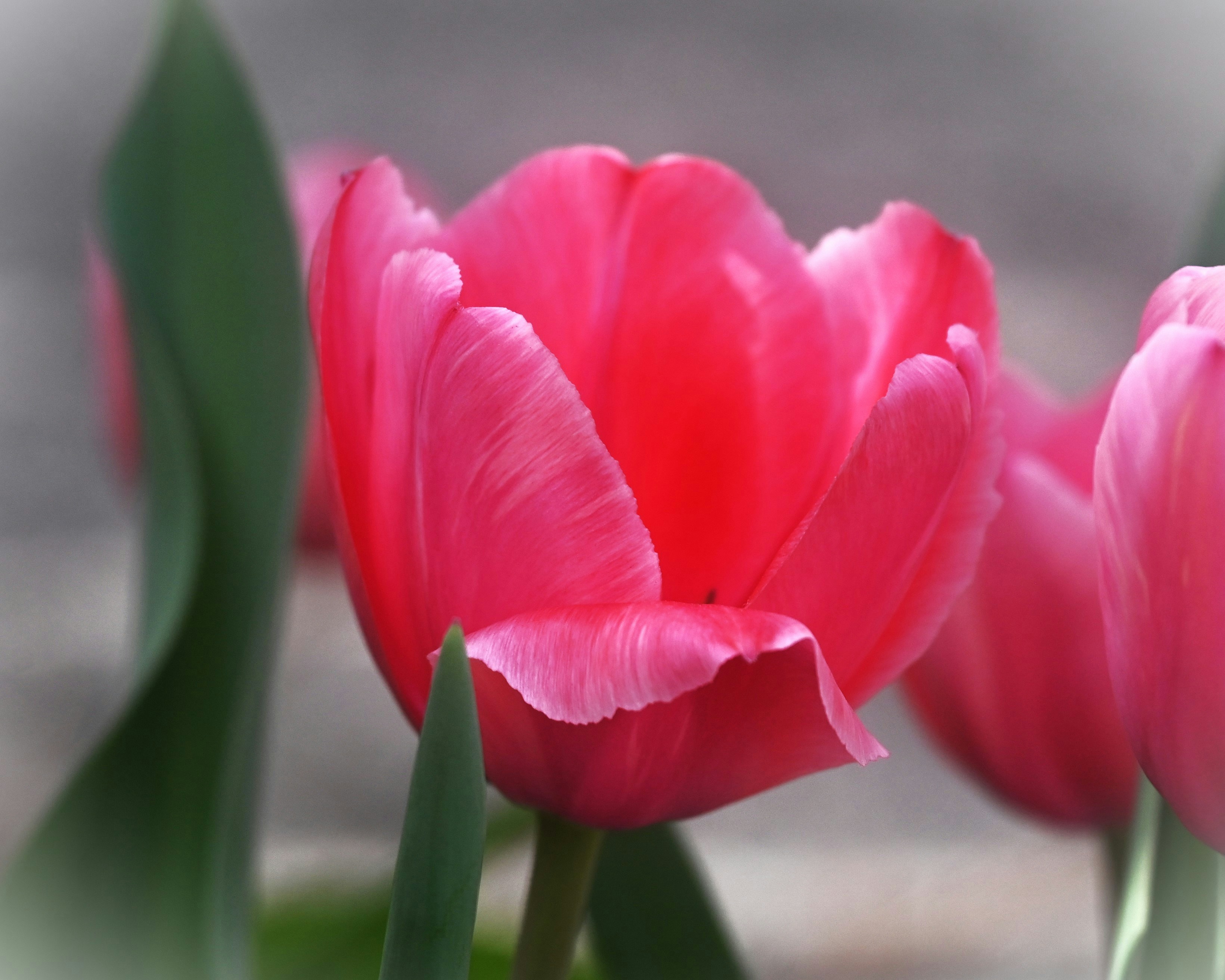 Pink Tulip Portrait in Soft Focus