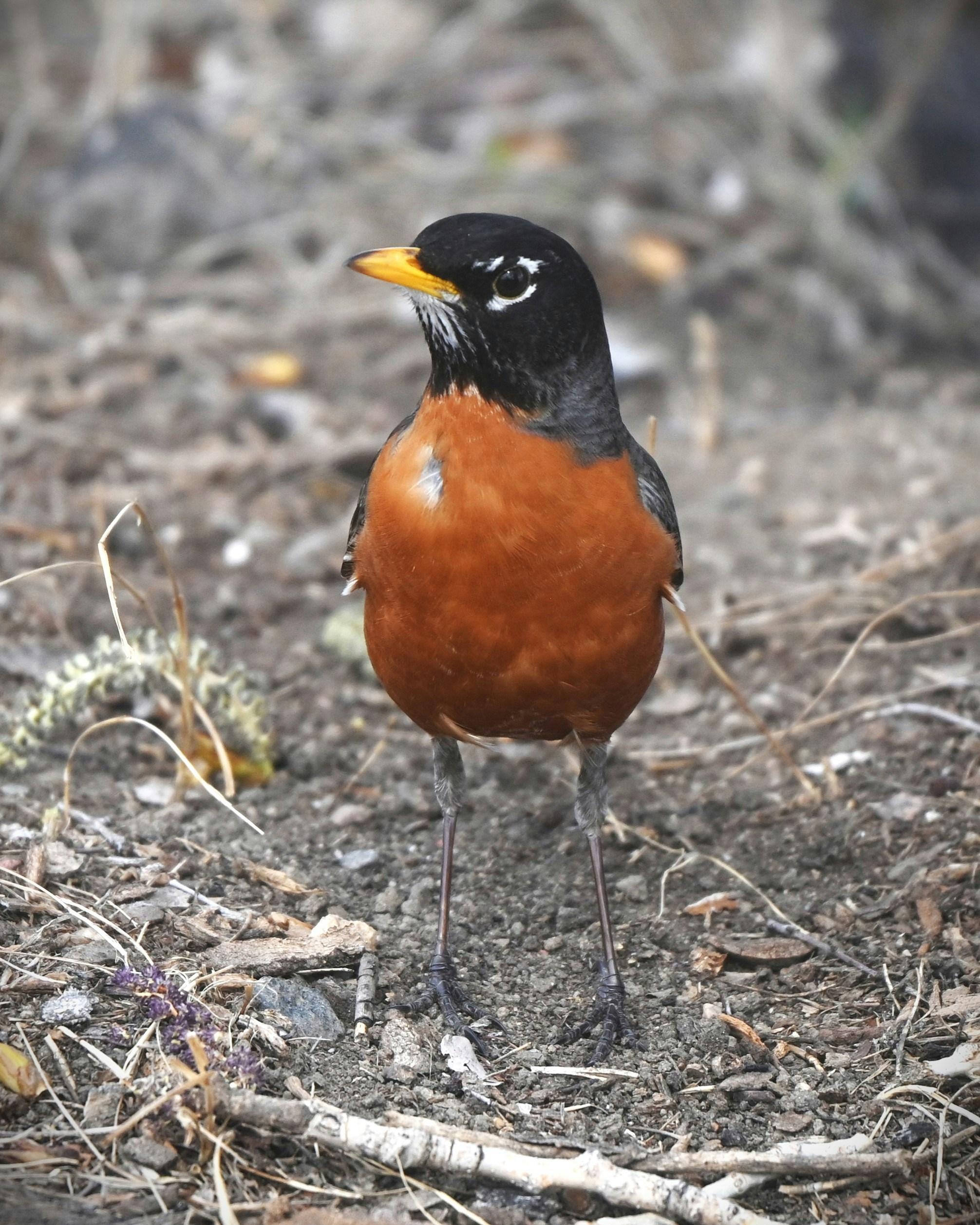 Rusty Robin in a Ground Light
