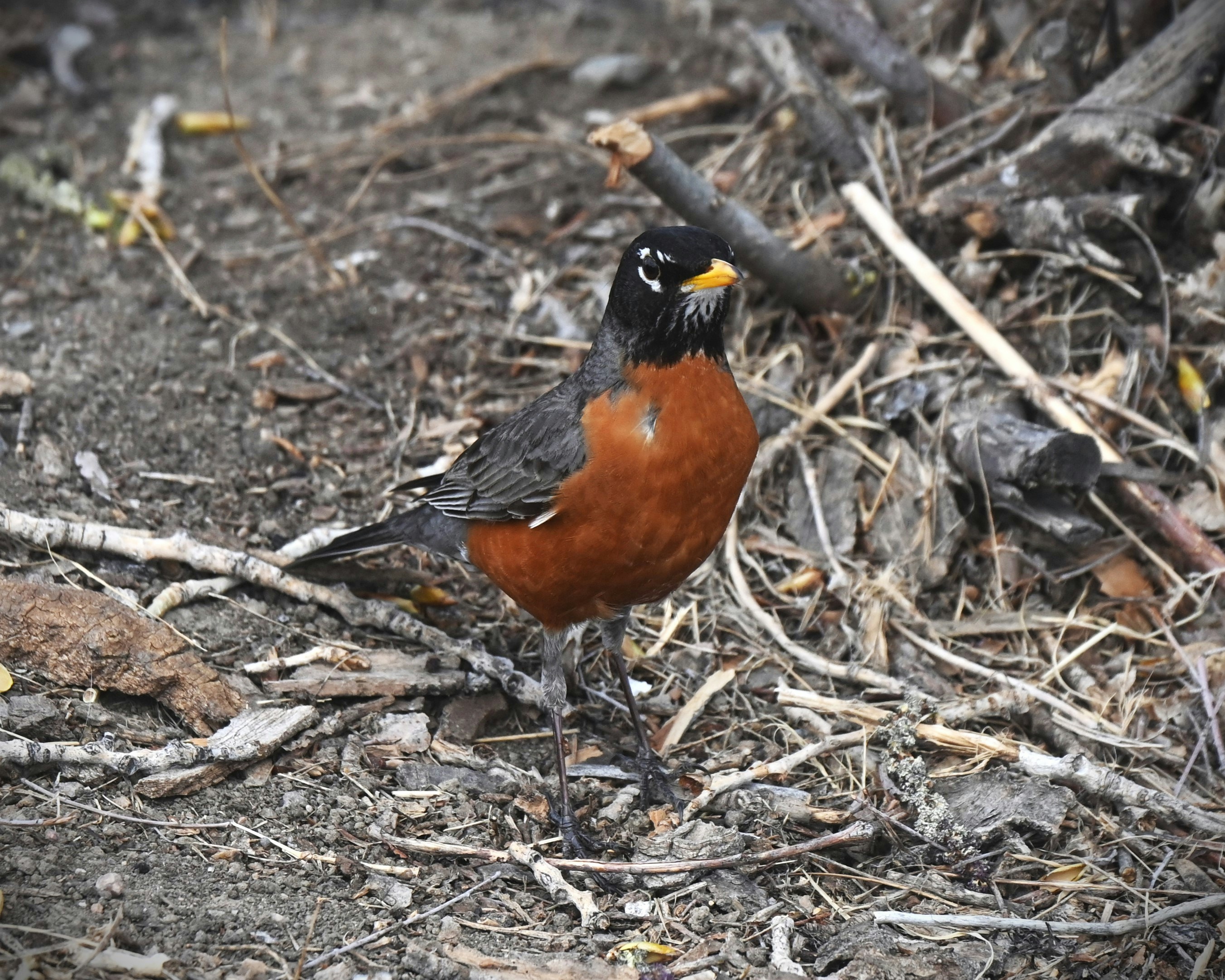 Rust-Breasted Thrush in a Tangle of Debris